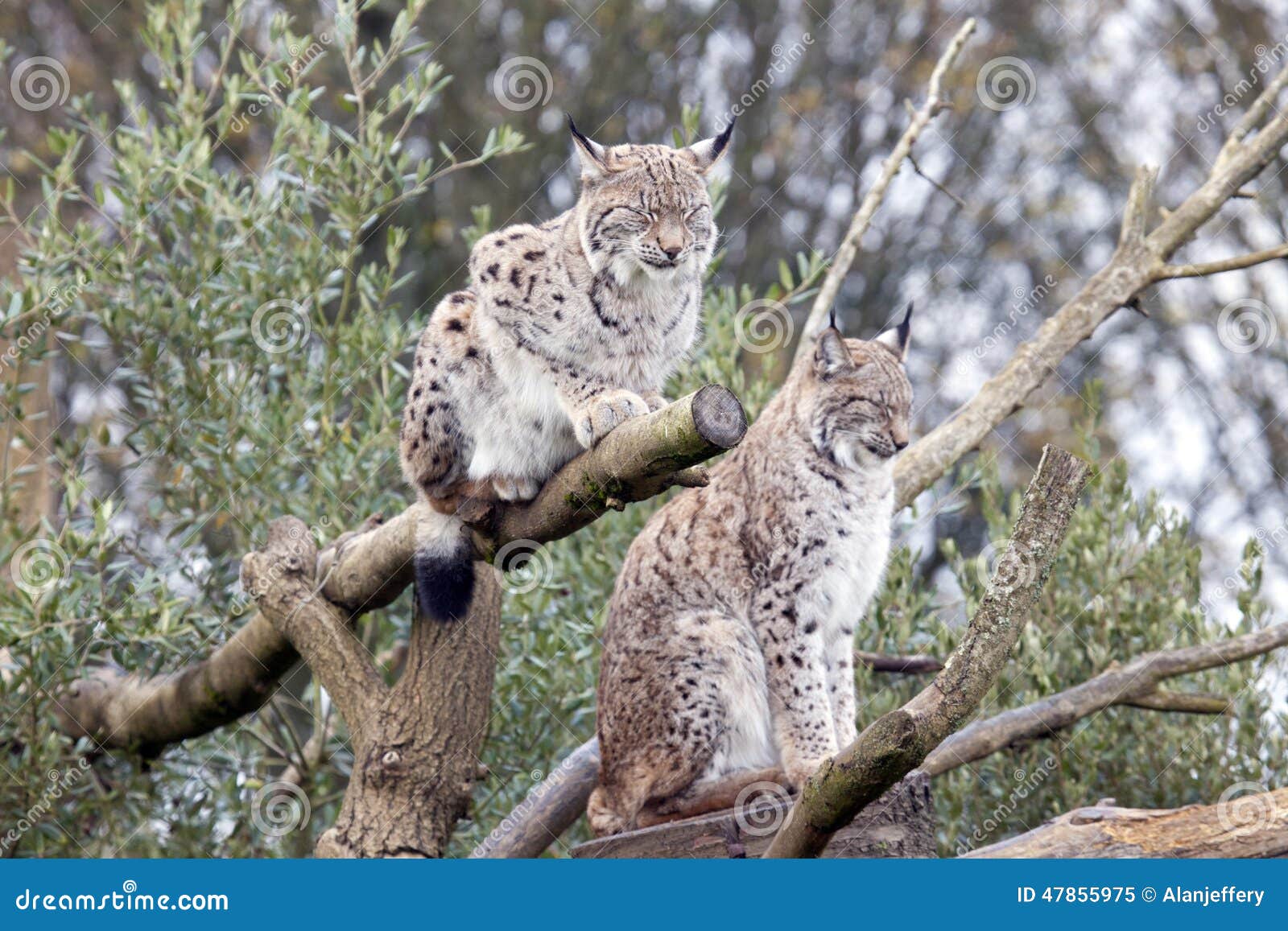 Two European Lynx stock image. Image of carnivore, nature - 47855975