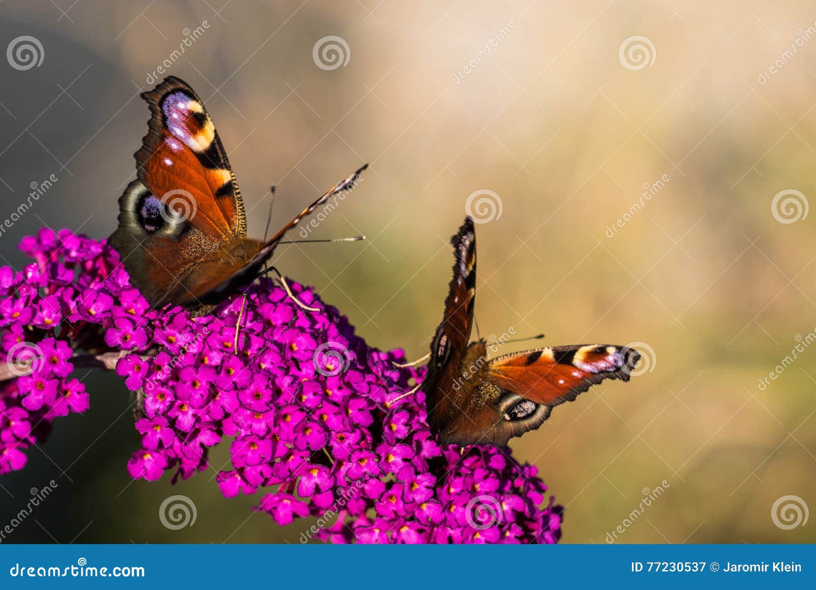 Two the European Peacock ;Aglais Io; on Violet Flower Stock Image ...