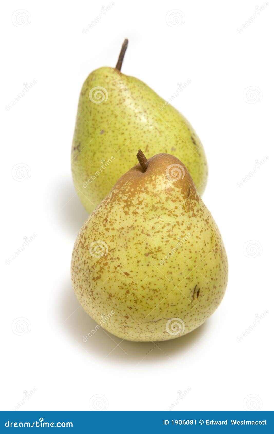Two European Pears on White Stock Image - Image of tasty, life: 1906081