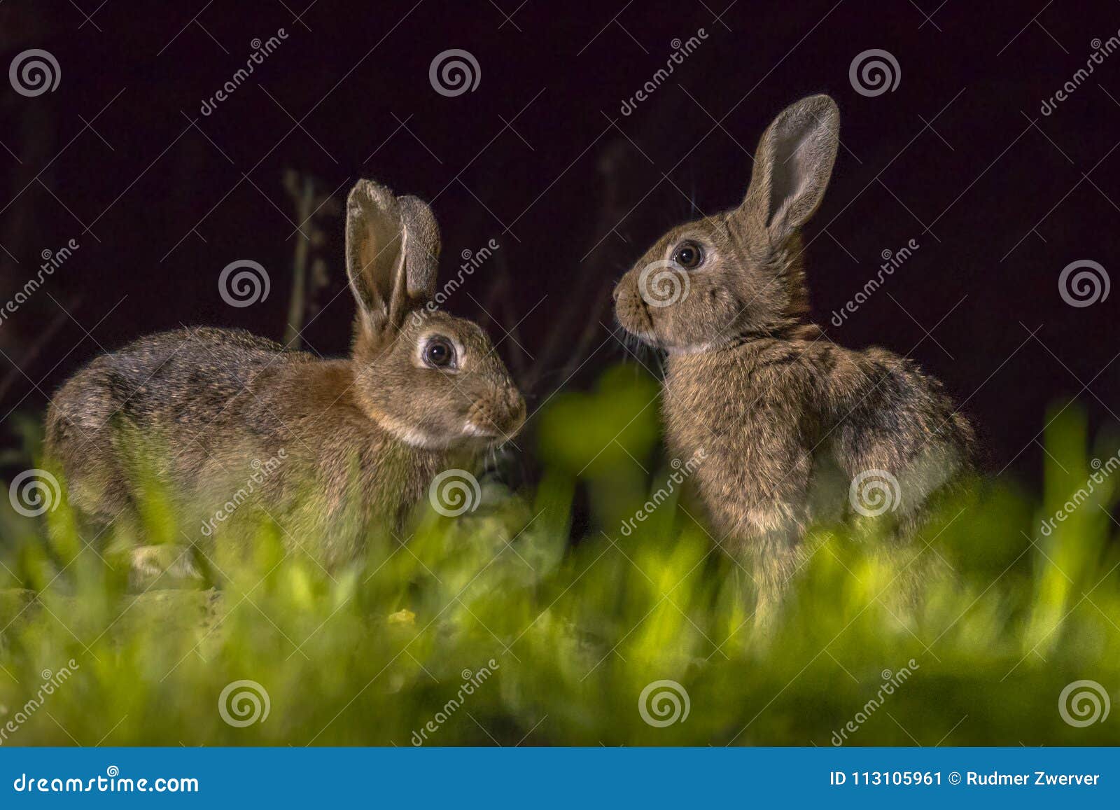 Two European Rabbits in the Dark Stock Image - Image of hare, beautiful ...