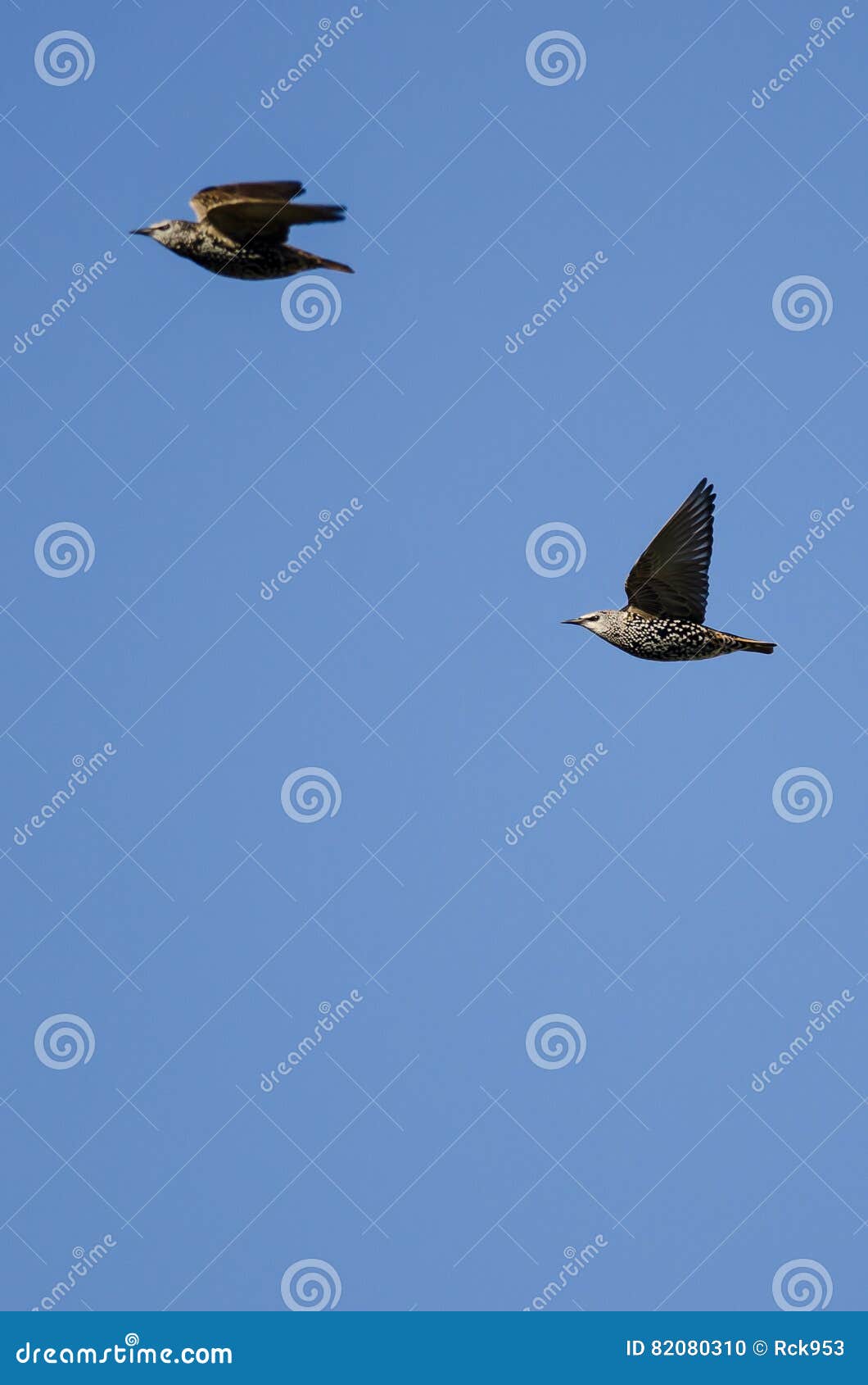 Two European Starlings Flying in a Blue Sky Stock Photo - Image of ...