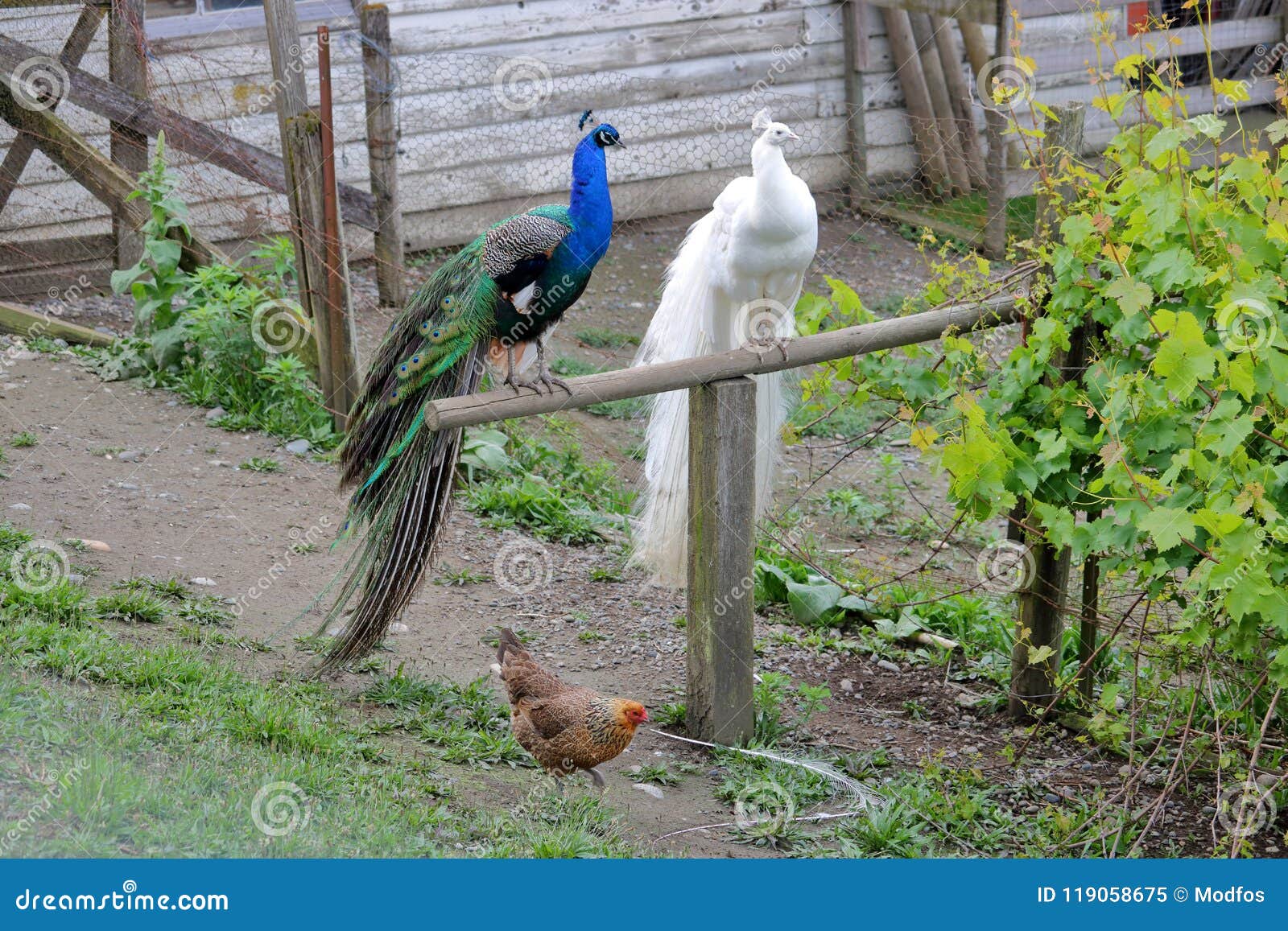 Two Male Peacocks on Perch stock image. Image of male - 119058675