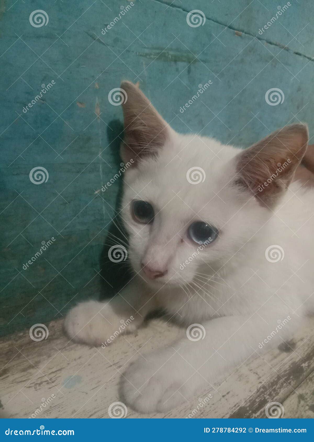 Two eye color cat stock photo. Image of color, catgood - 278784292