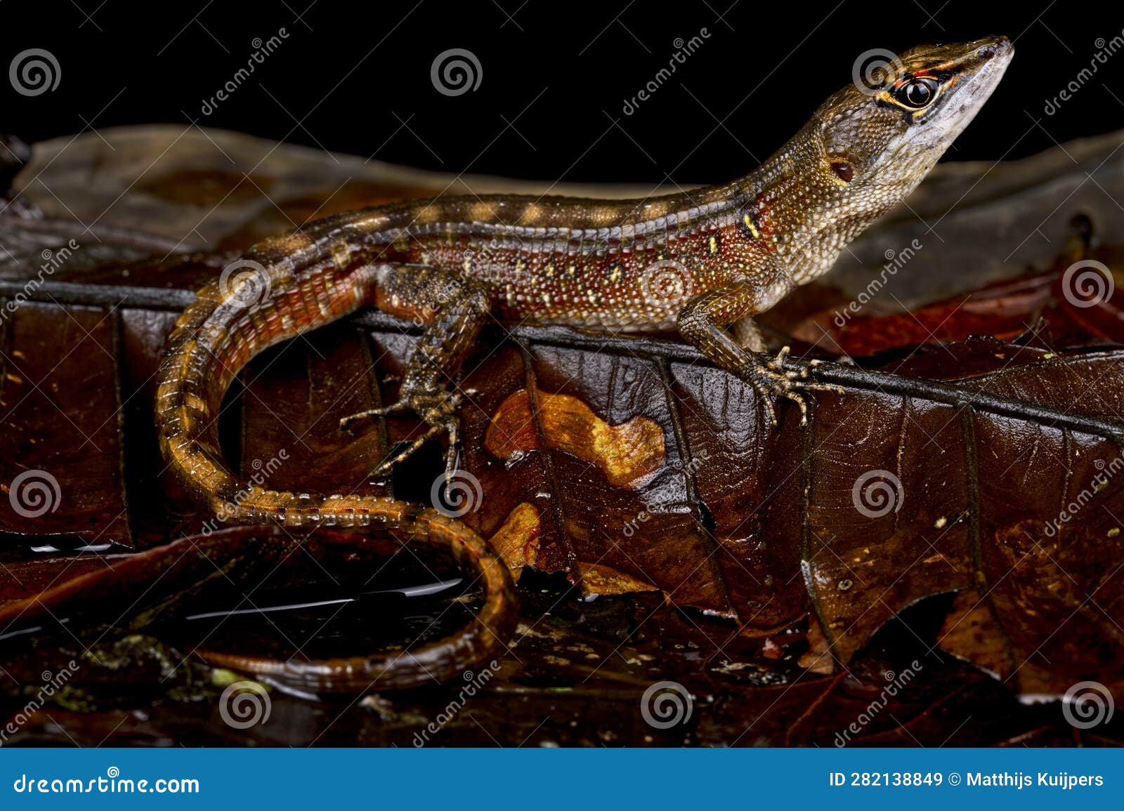 Two Faced Water Teju (neusticurus Bicarinatus) Stock Image - Image of ...