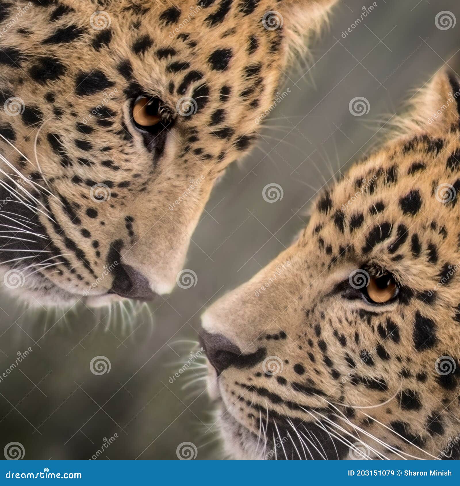 Two Faces of the Leopard stock image. Image of gold - 203151079