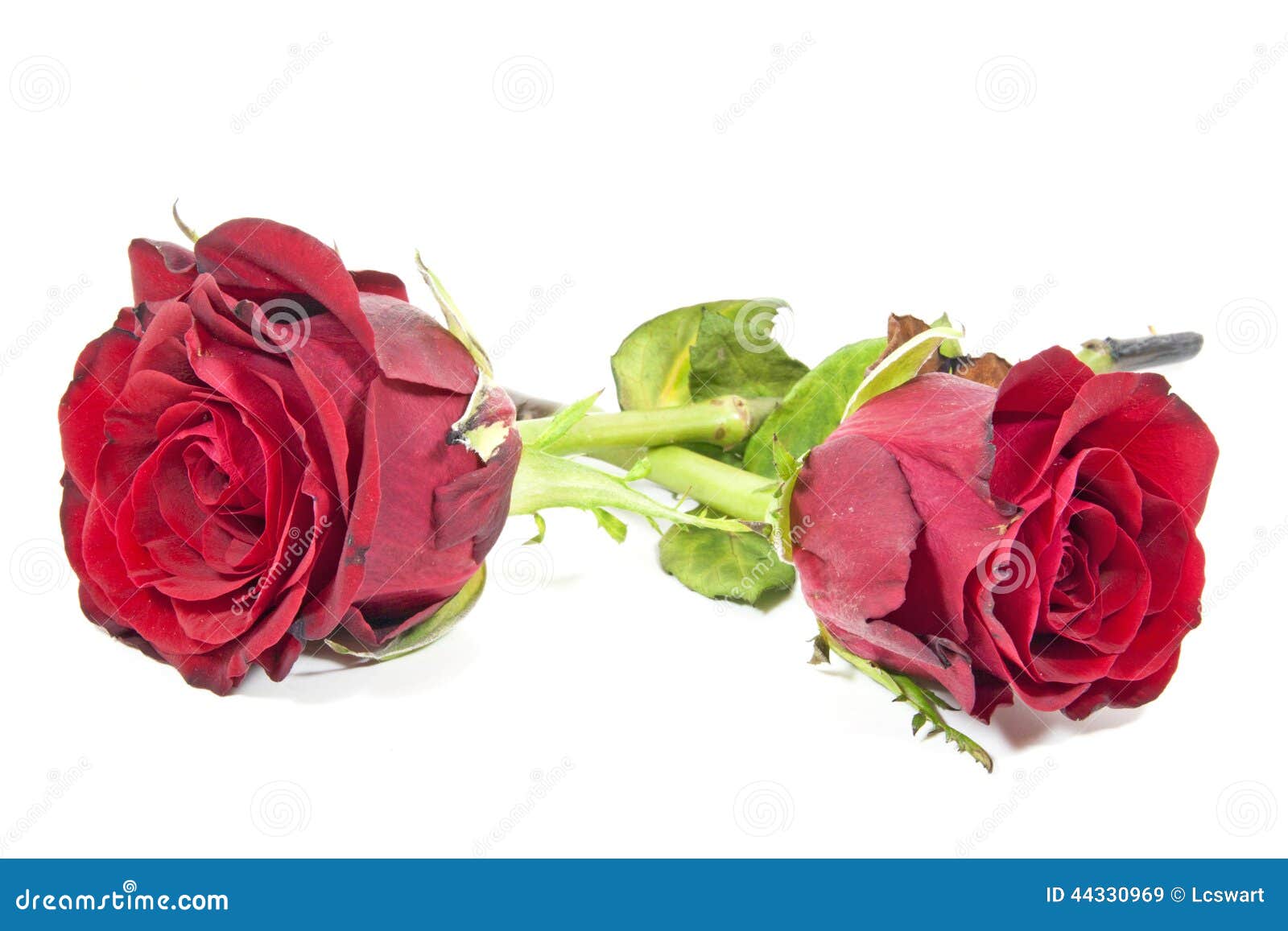 Two Fading Red Rose Buds Past Their Best Stock Image - Image of roses ...