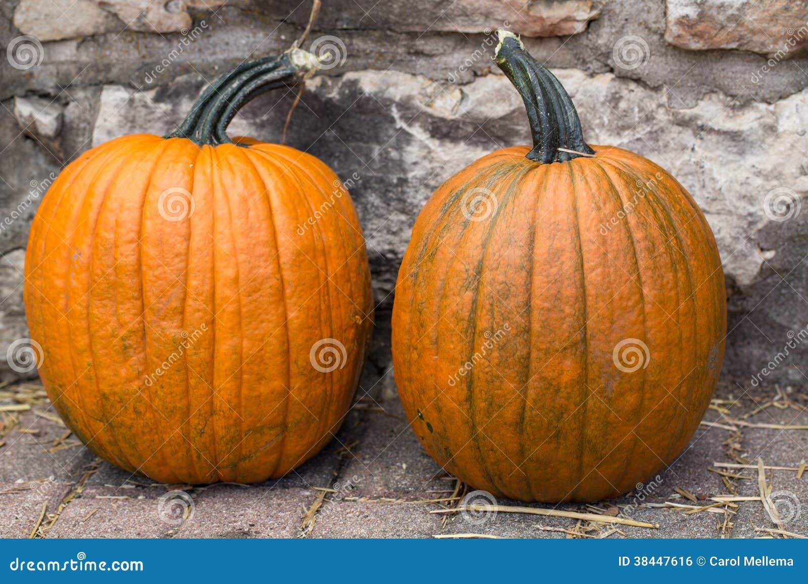 Two Fall Pumpkins stock photo. Image of fall, patch, fresh - 38447616