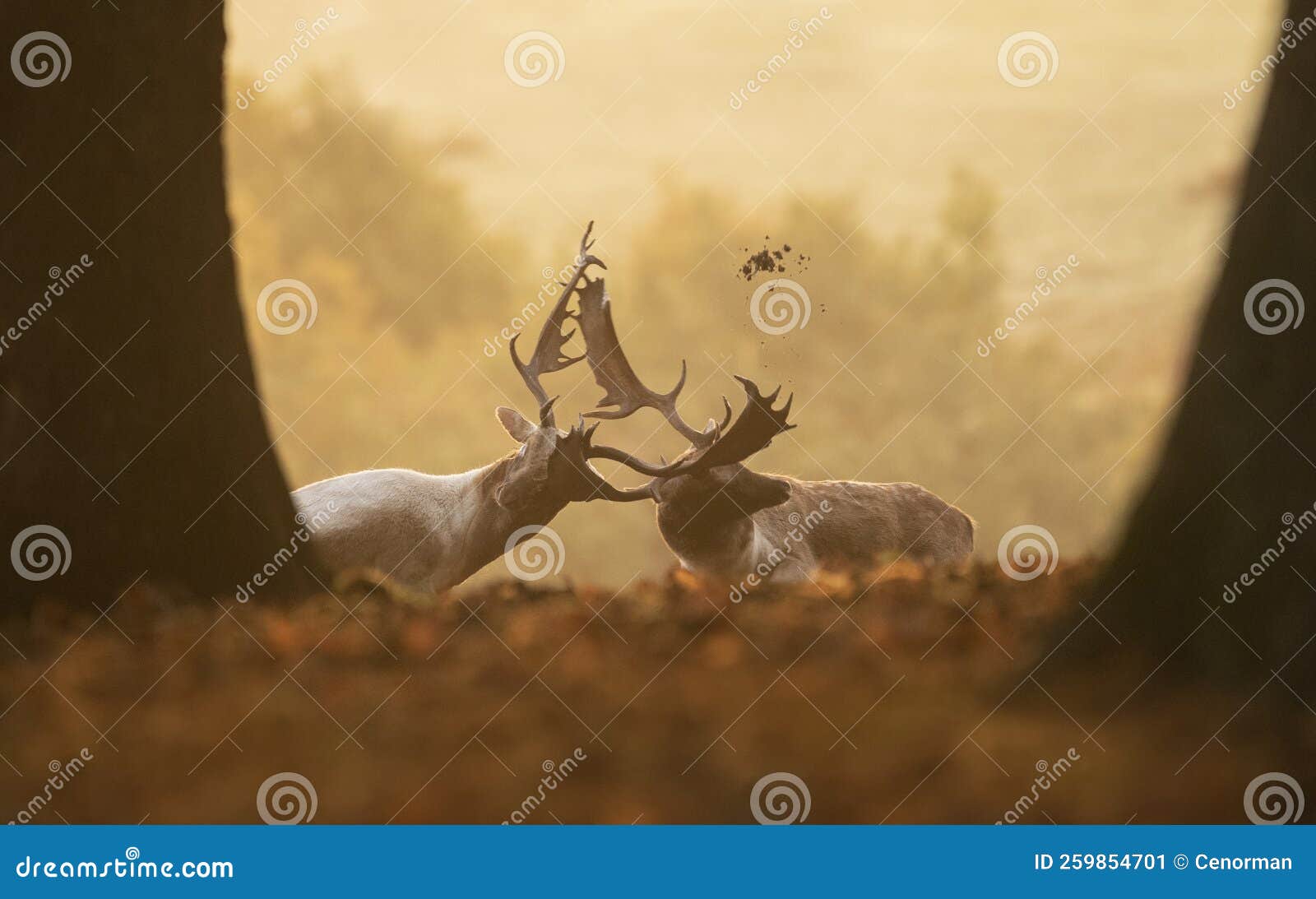 Two Fallow Deer Rutting in Autumn Stock Image - Image of deer, rutting ...