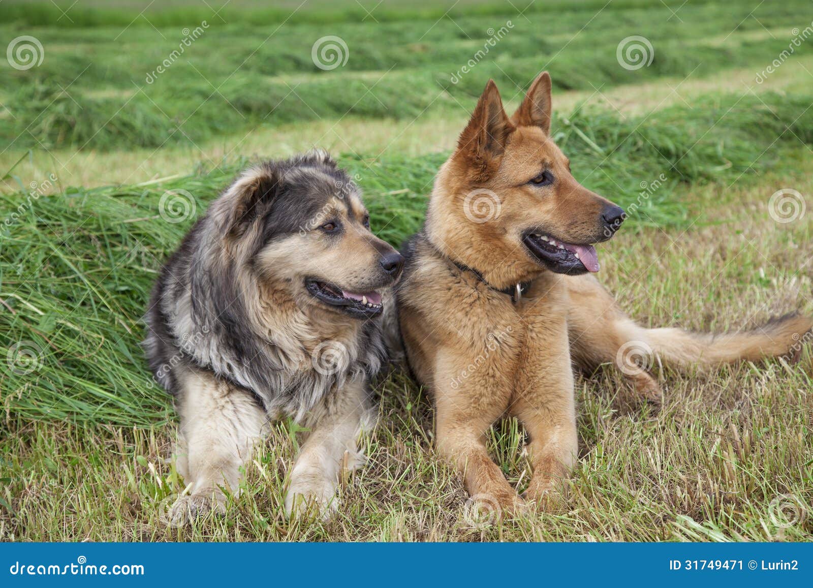Farm Dogs Resting in the Fields Stock Image - Image of alsatian ...
