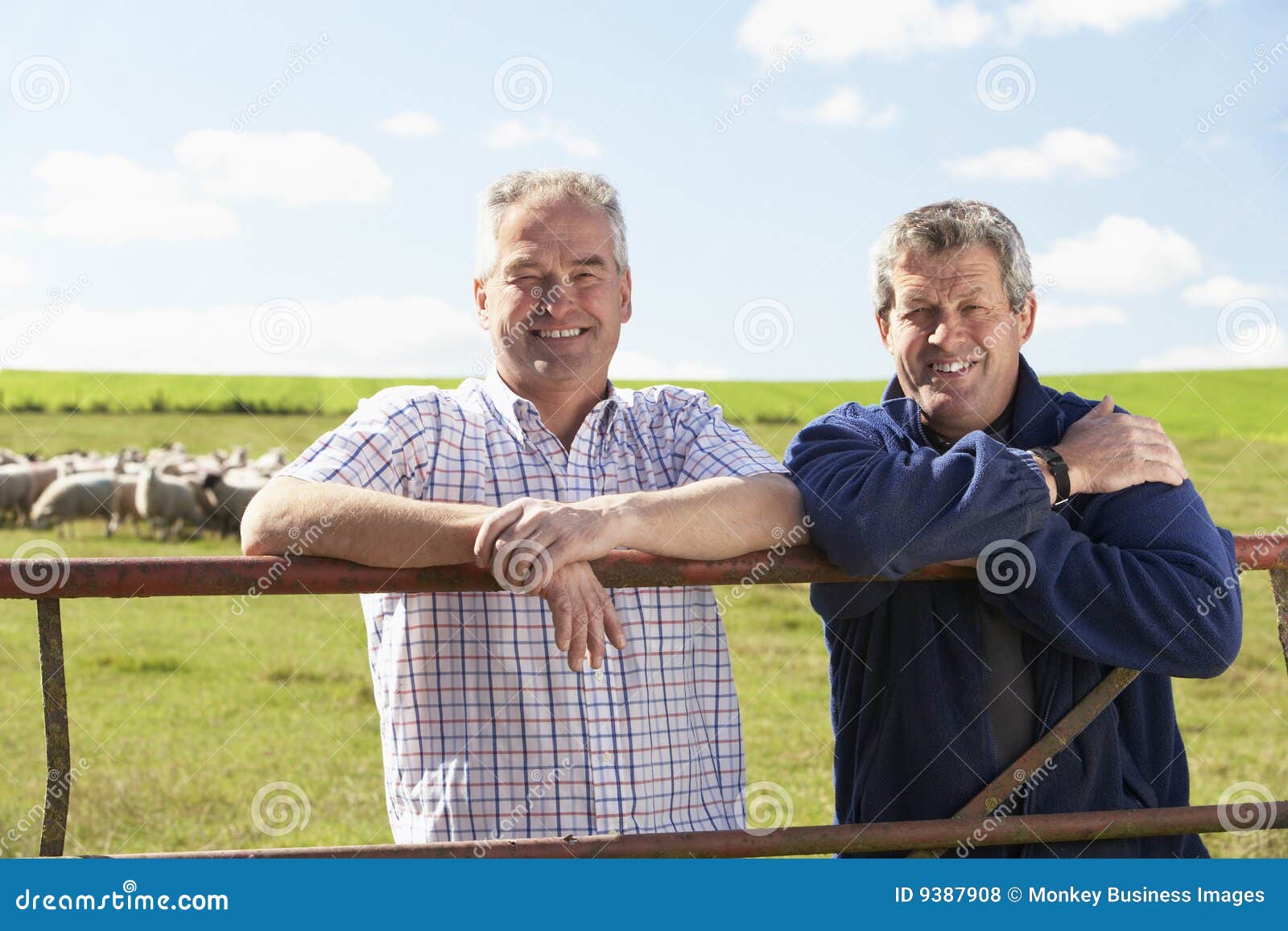 Two Farm Workers with Flock of Sheep Stock Photo - Image of middle ...
