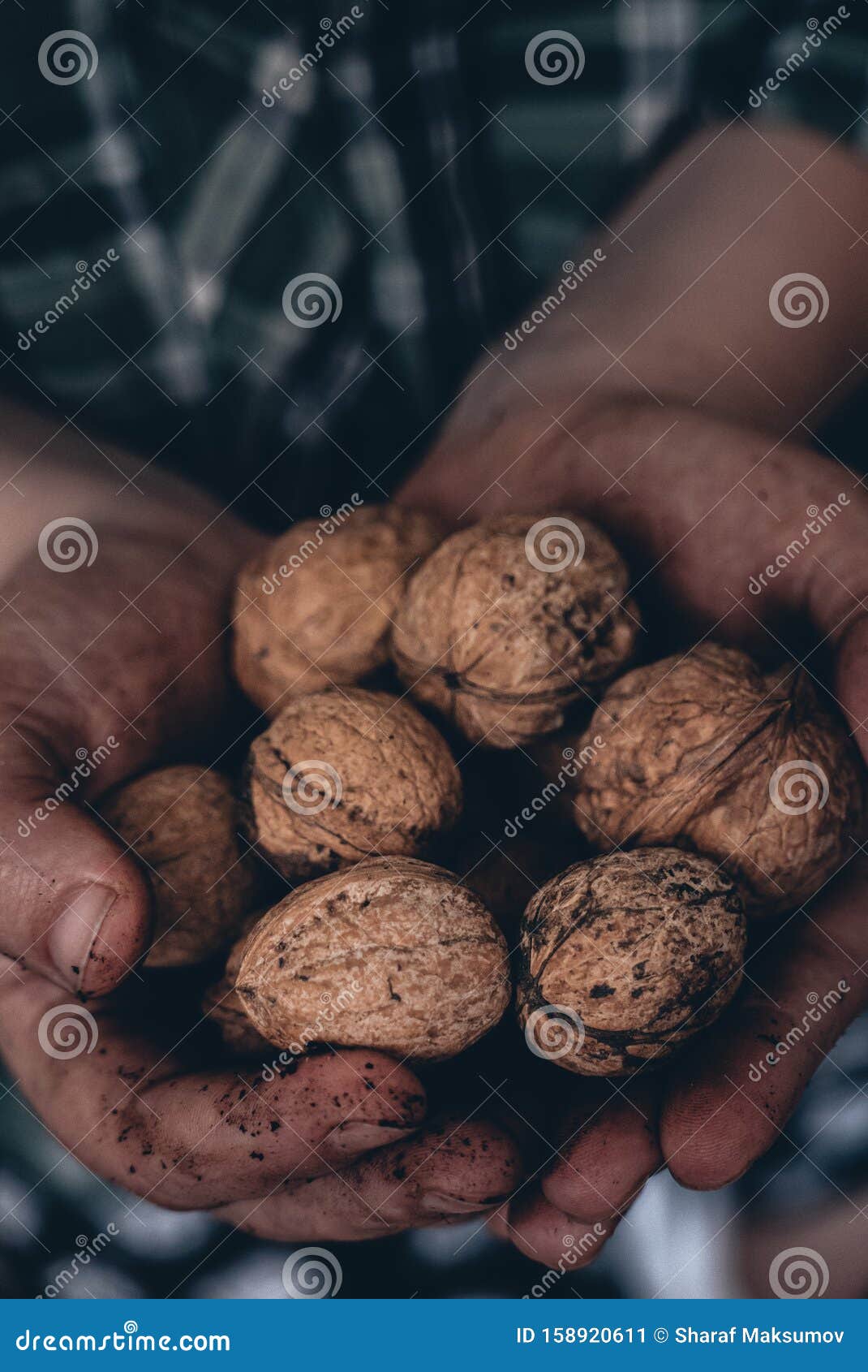 Two Farmer Hands Holding Walnuts Stock Image - Image of addiction, food ...