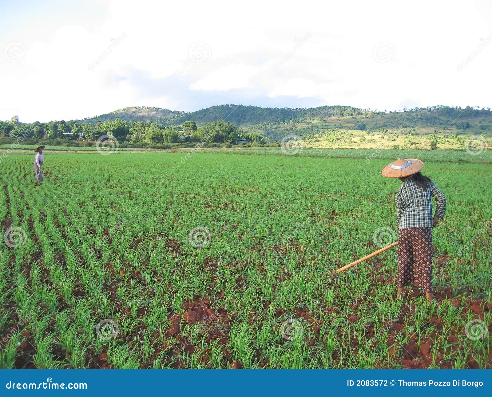Farmer Women Walk Across Field Rubber Boots With Box Potatoes. Farming ...
