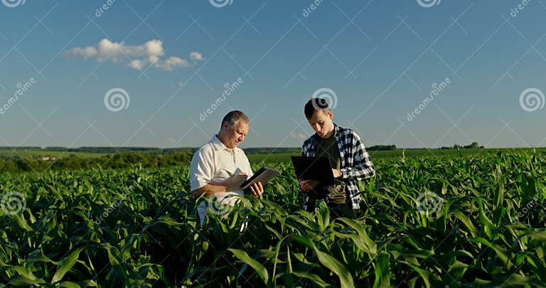 Two Farmers from Different Generations Collaborating in a Cornfield ...