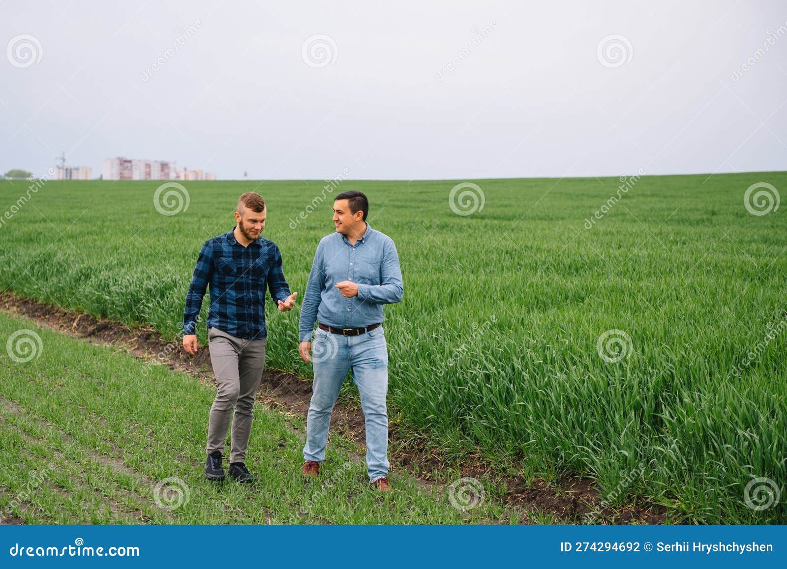 Two Farmers in a Field Examining Wheat Crop. Stock Photo - Image of ...
