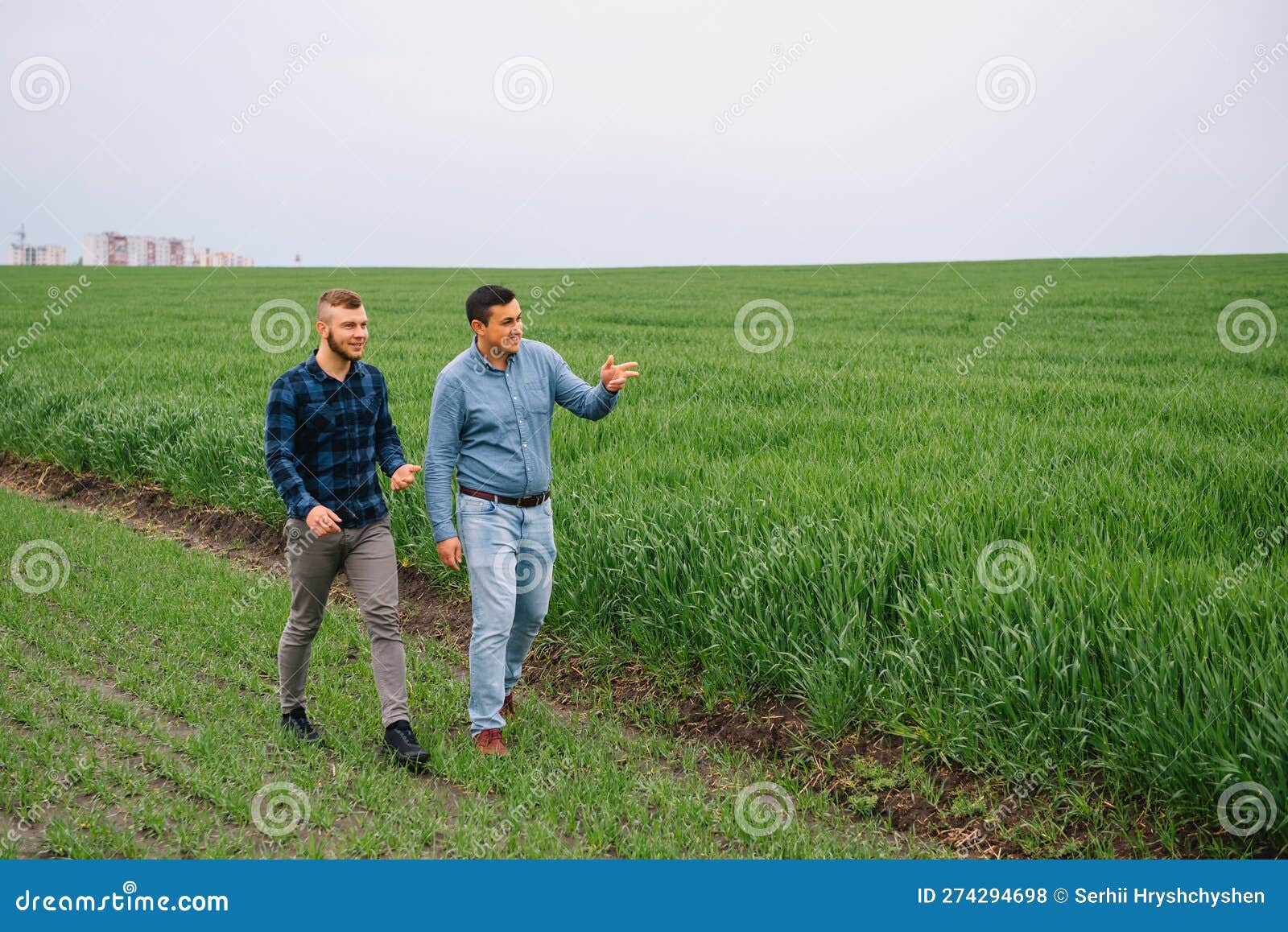 Two Farmers in a Field Examining Wheat Crop. Stock Photo - Image of ...