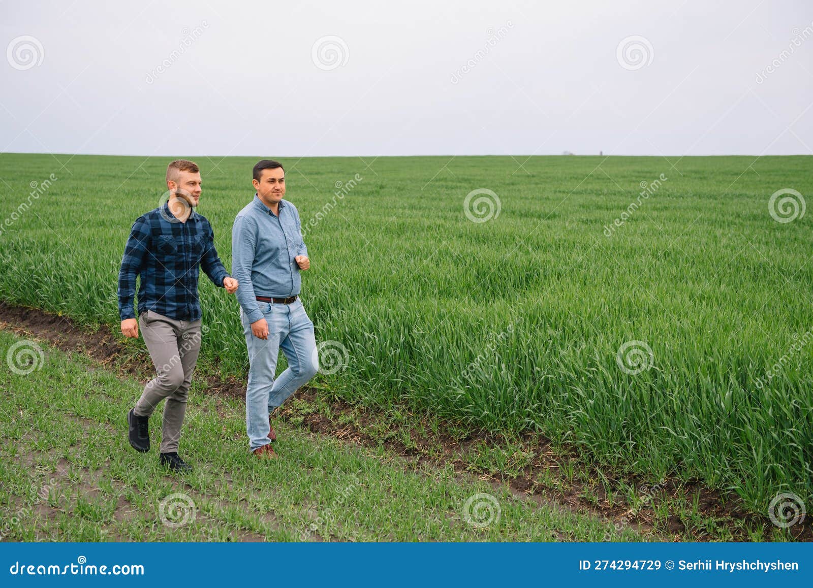 Two Farmers in a Field Examining Wheat Crop. Stock Image - Image of ...