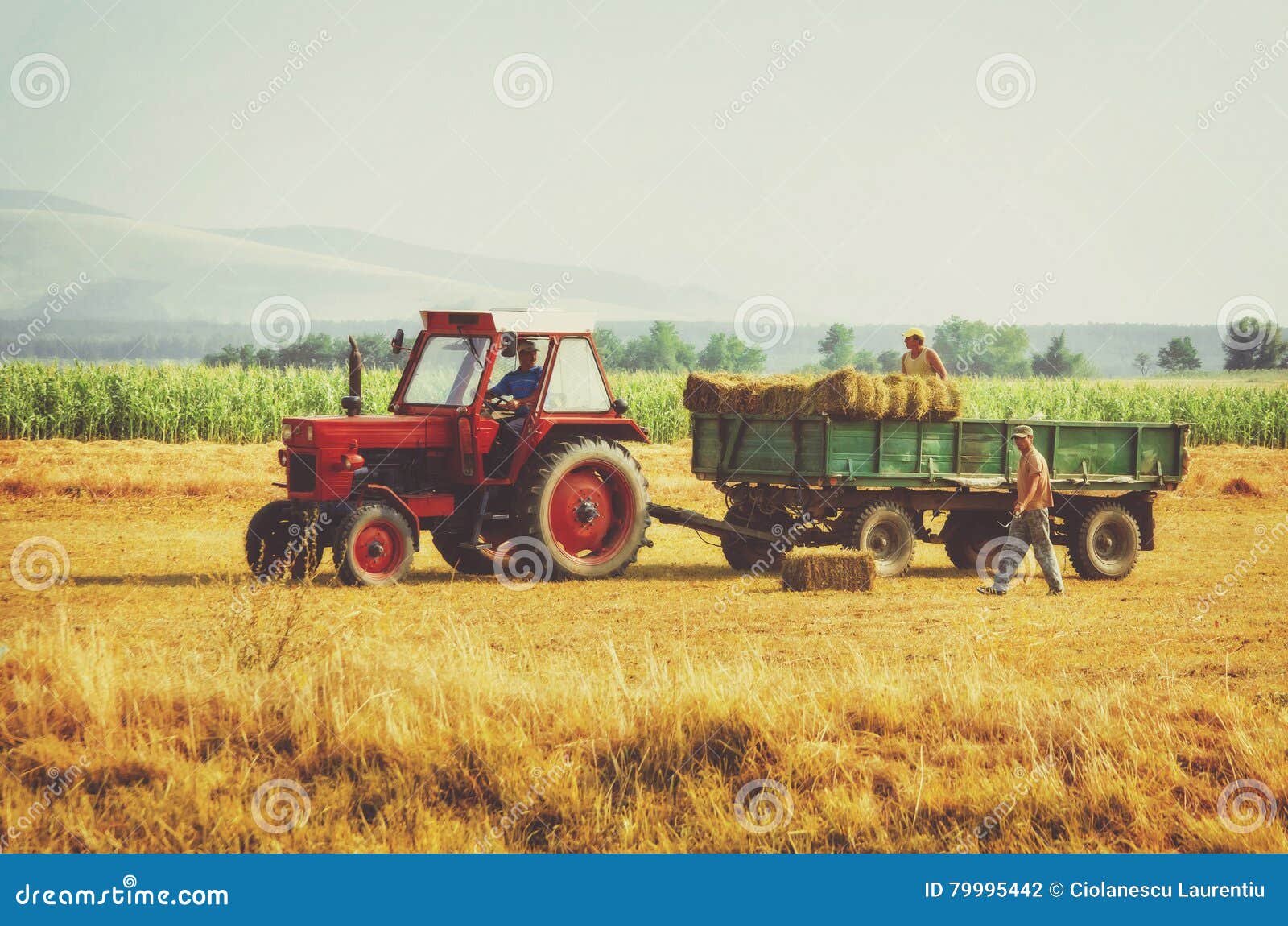Two farmers loading hay editorial photography. Image of rural - 79995442