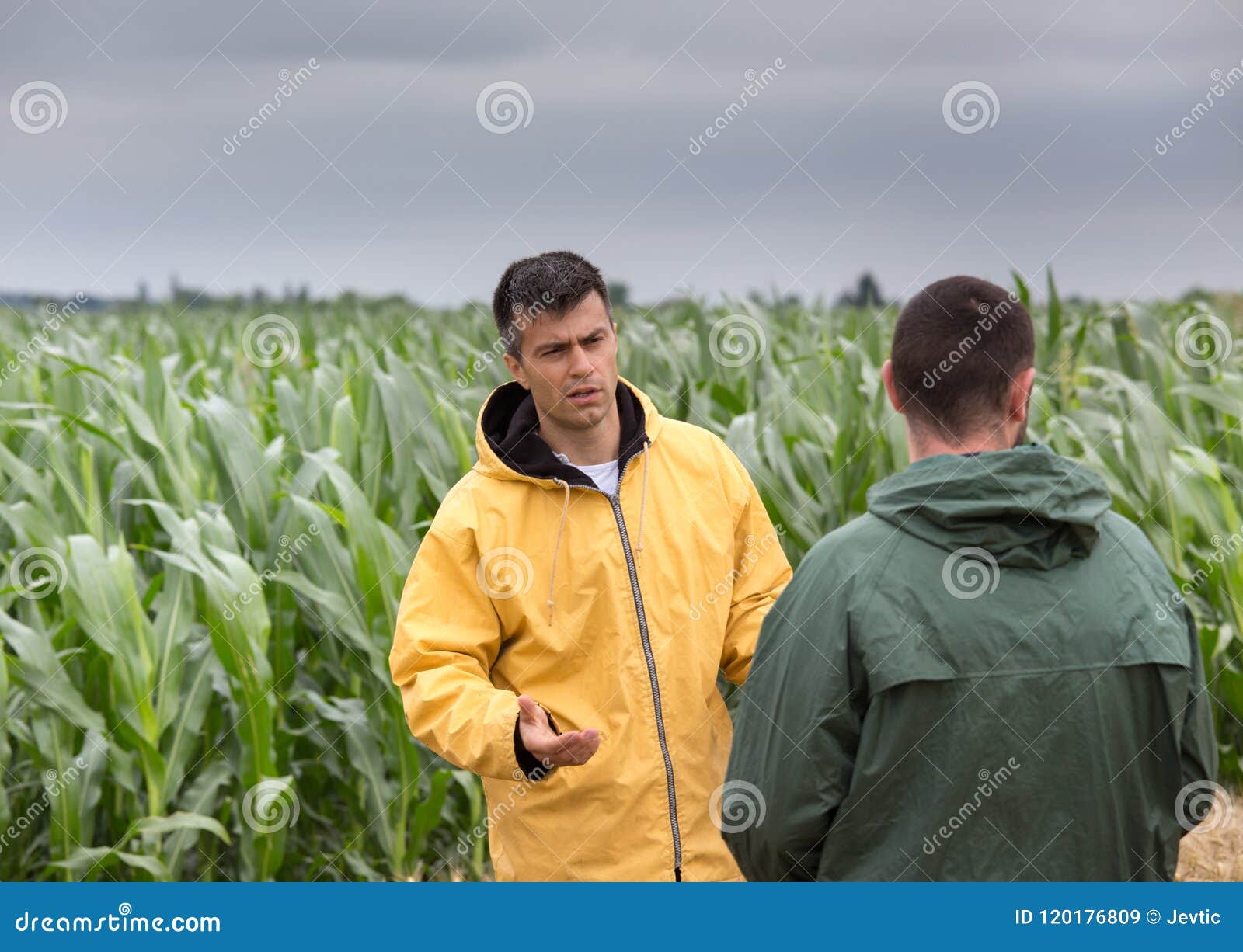 Farmers Talking in Corn Field Stock Image - Image of agronomist ...