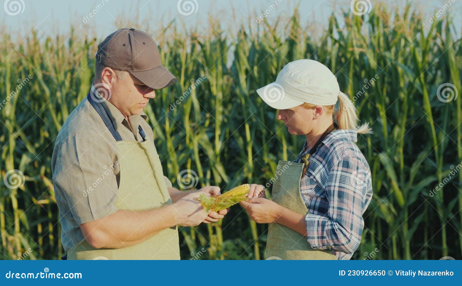 Two Farmers are Studying the Ear of Corn on the Field. Training and ...