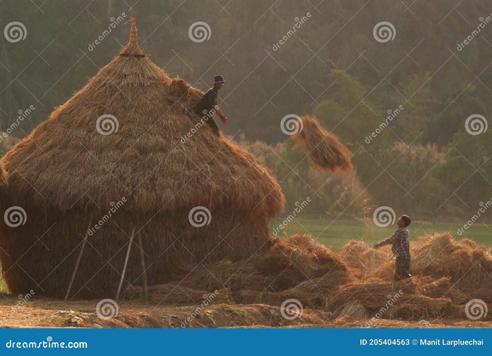 Two Farmers Were Throwing Straw from Above. Stock Image - Image of ...
