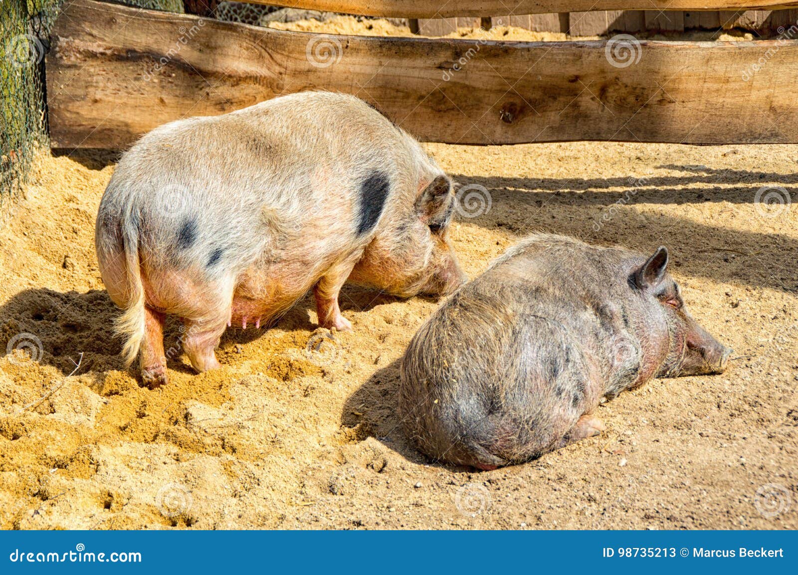 Two Fat Pigs Enjoying the Sun Stock Image - Image of nature, farming ...
