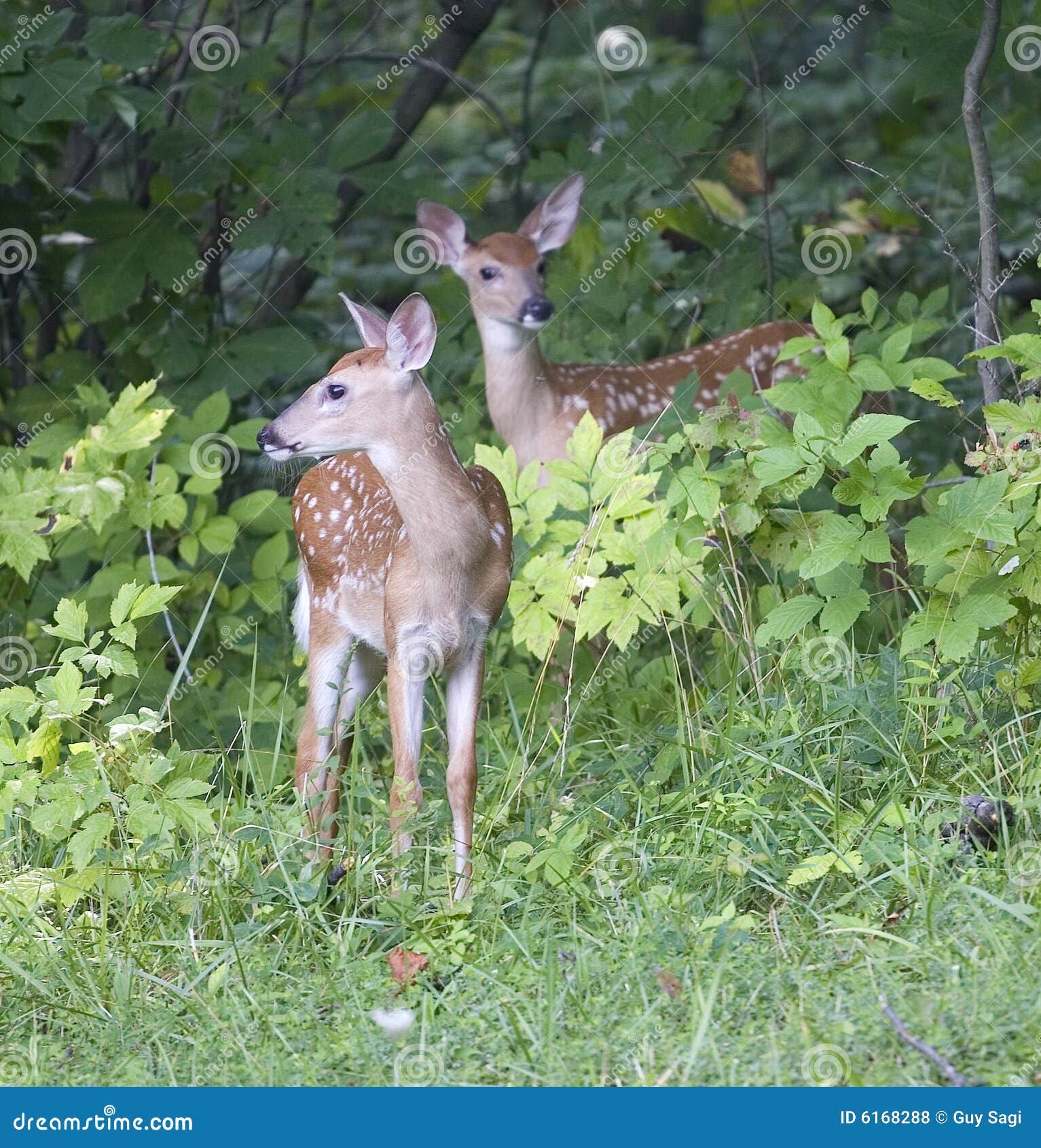 Two fawns stock photo. Image of wildlife, hide, grass - 6168288