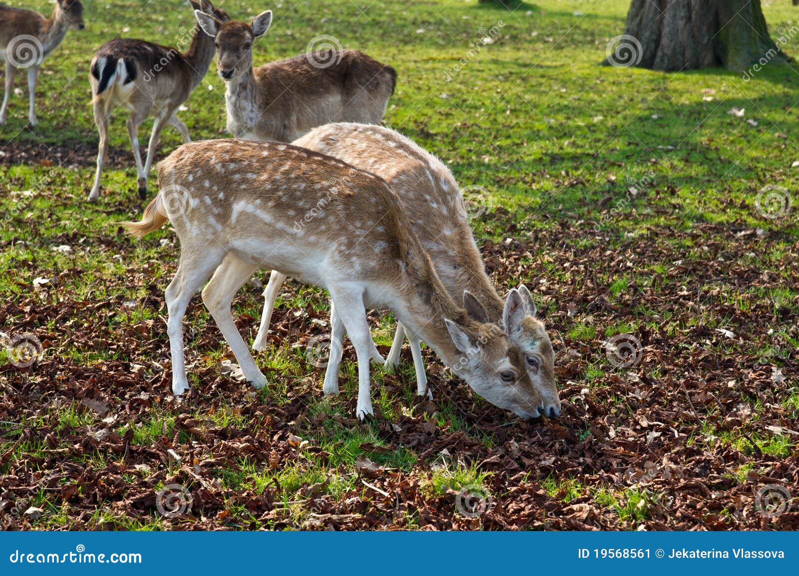 Two fawns eating stock image. Image of looking, ears - 19568561