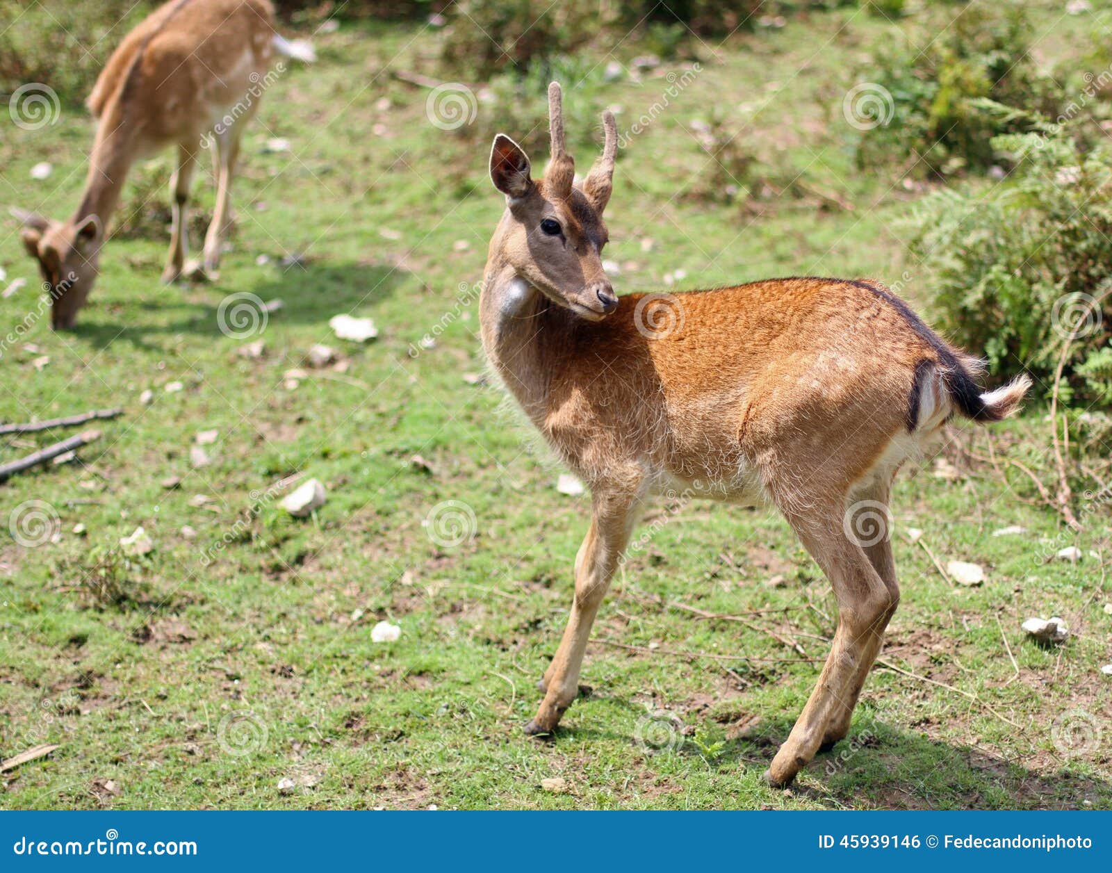 Two Fawns Grazing in Alpine Meadow Stock Photo - Image of wild ...