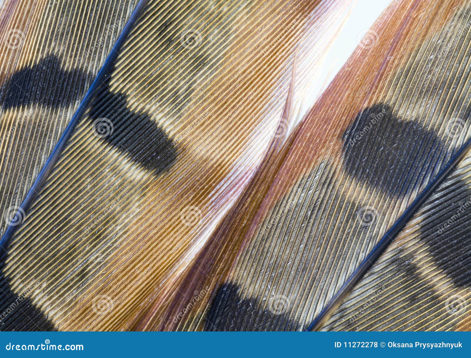 Two feathers stock photo. Image of iridescence, abstract - 11272278