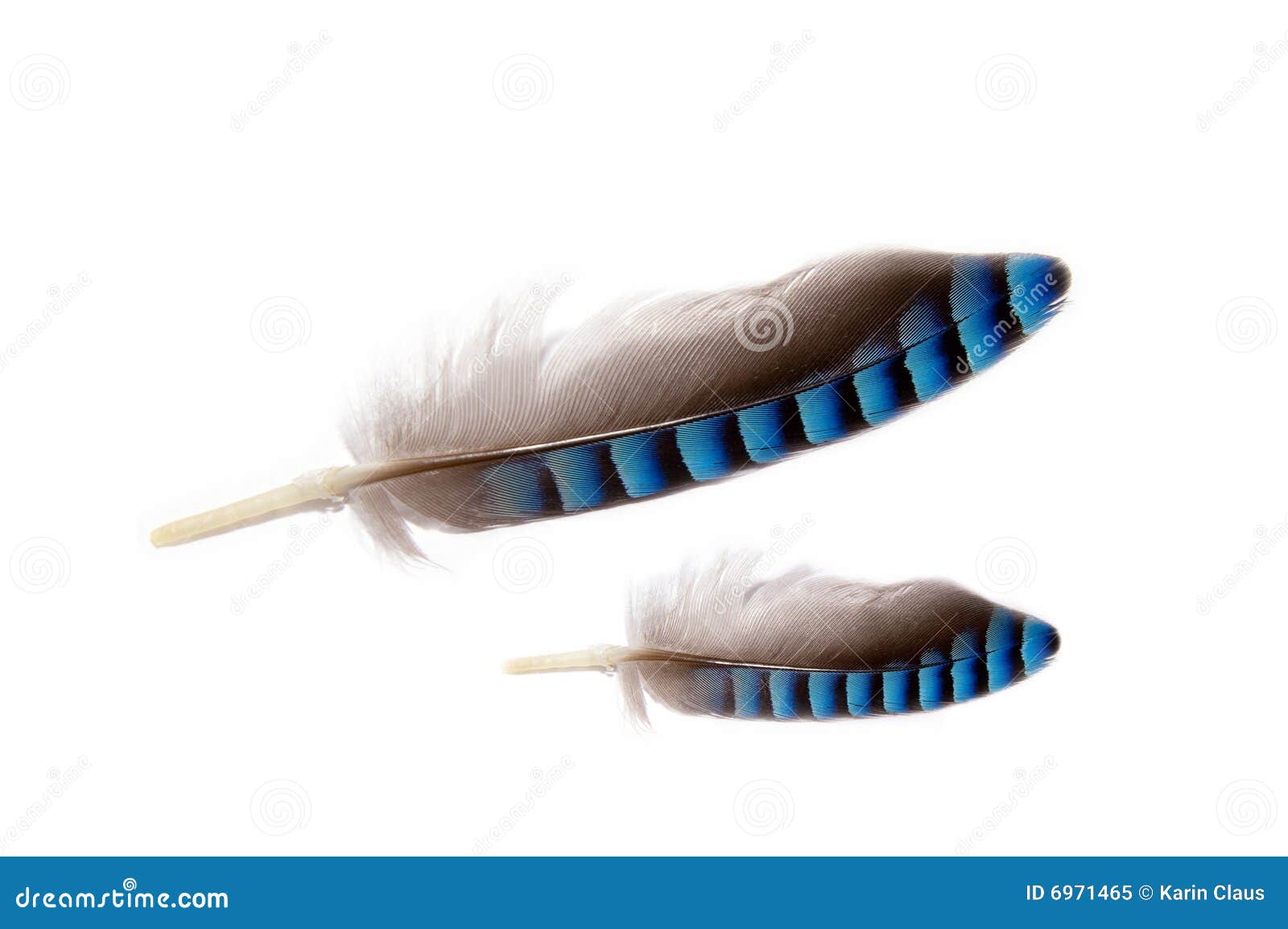 Two feathers stock image. Image of smooth, fluffy, decoration - 6971465