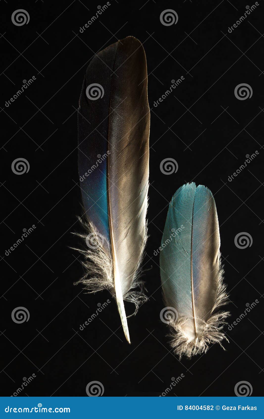 Two Feathers of European Roller Bird, Caracius Garrulus Stock Photo ...
