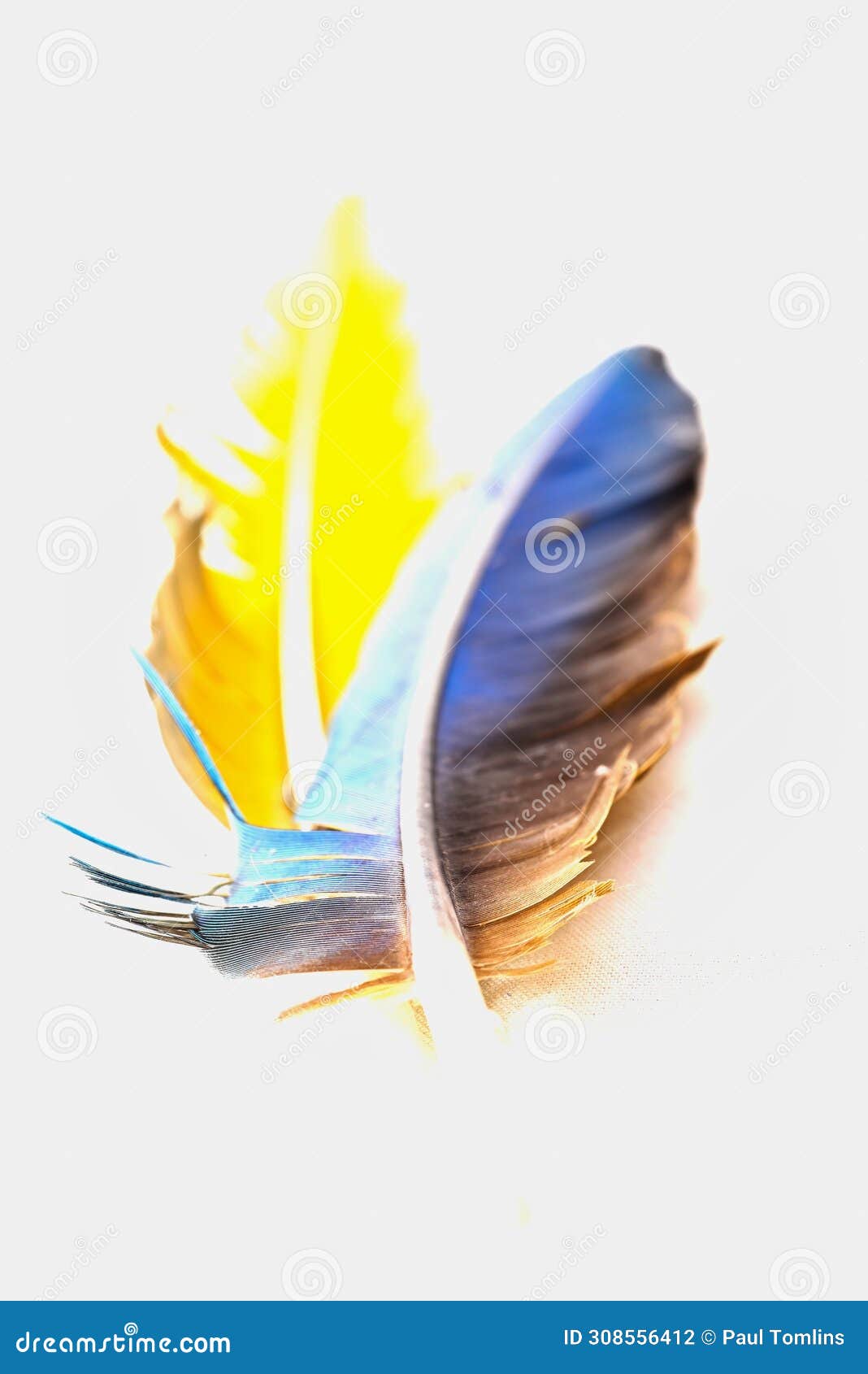 Two feathers stock photo. Image of bird, flower, leaf - 308556412