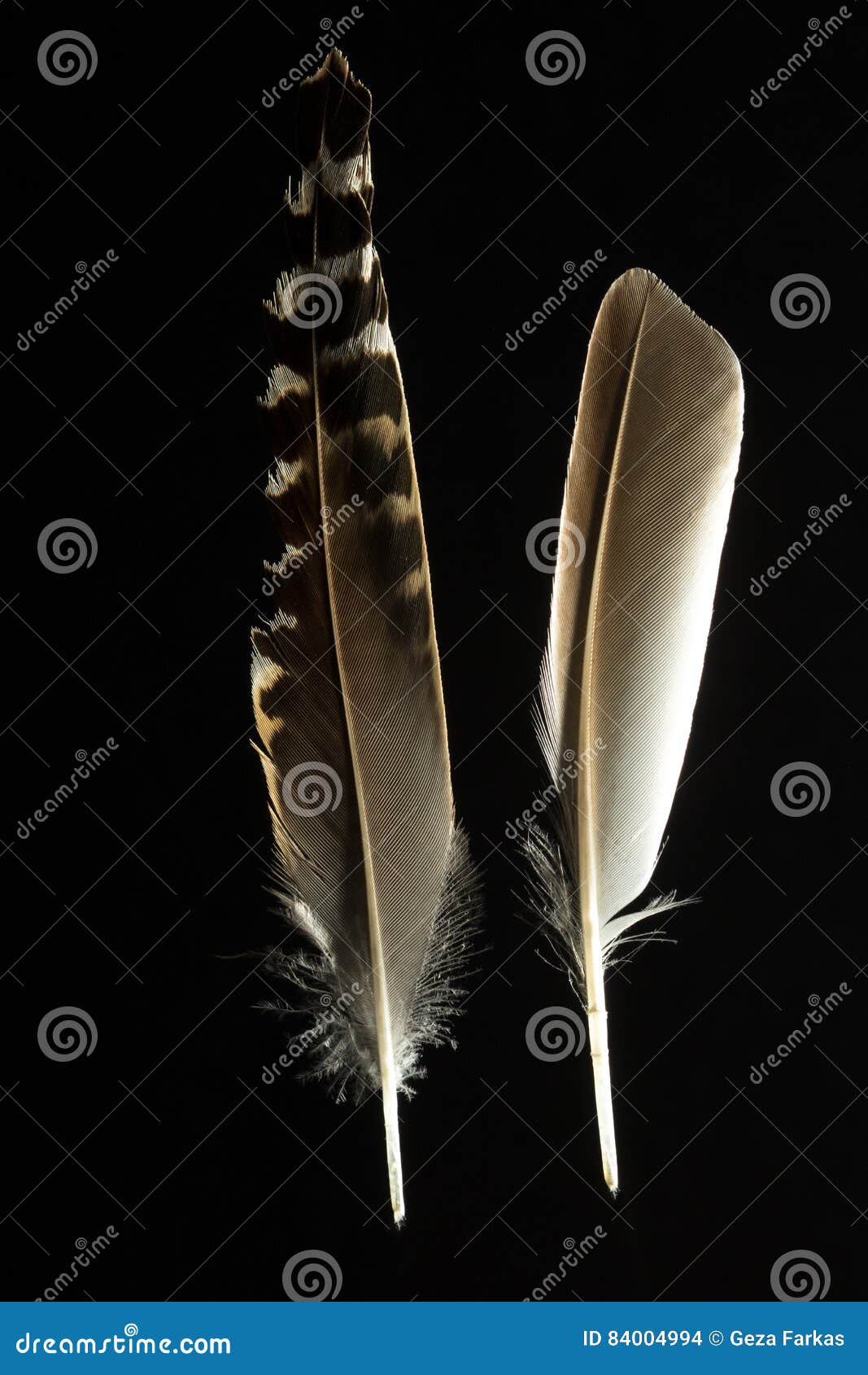 Two Feathers of Ruff Bird, Philomachus Pugnax Stock Photo - Image of ...