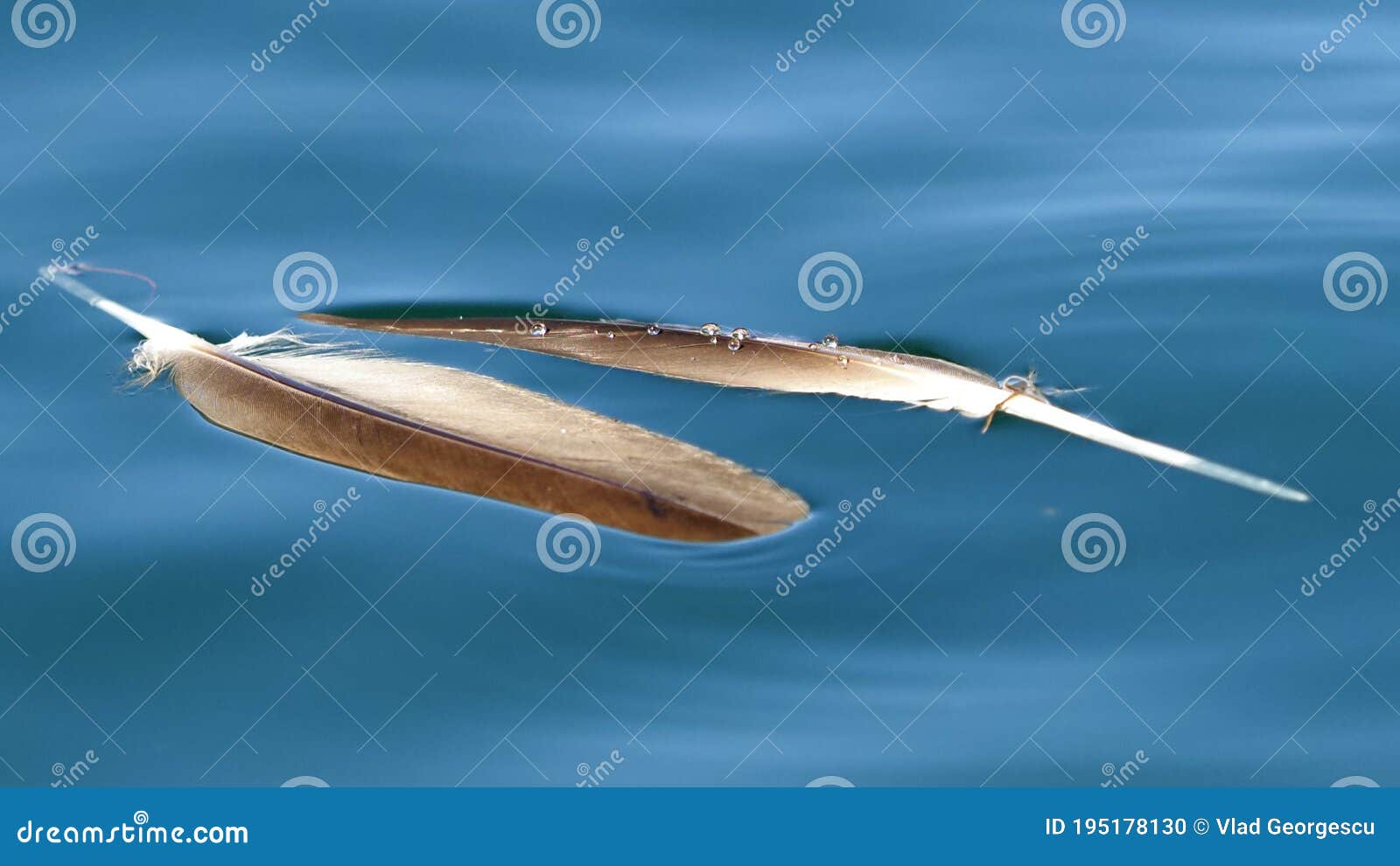 Two Feathers Together stock photo. Image of goose, nature - 195178130