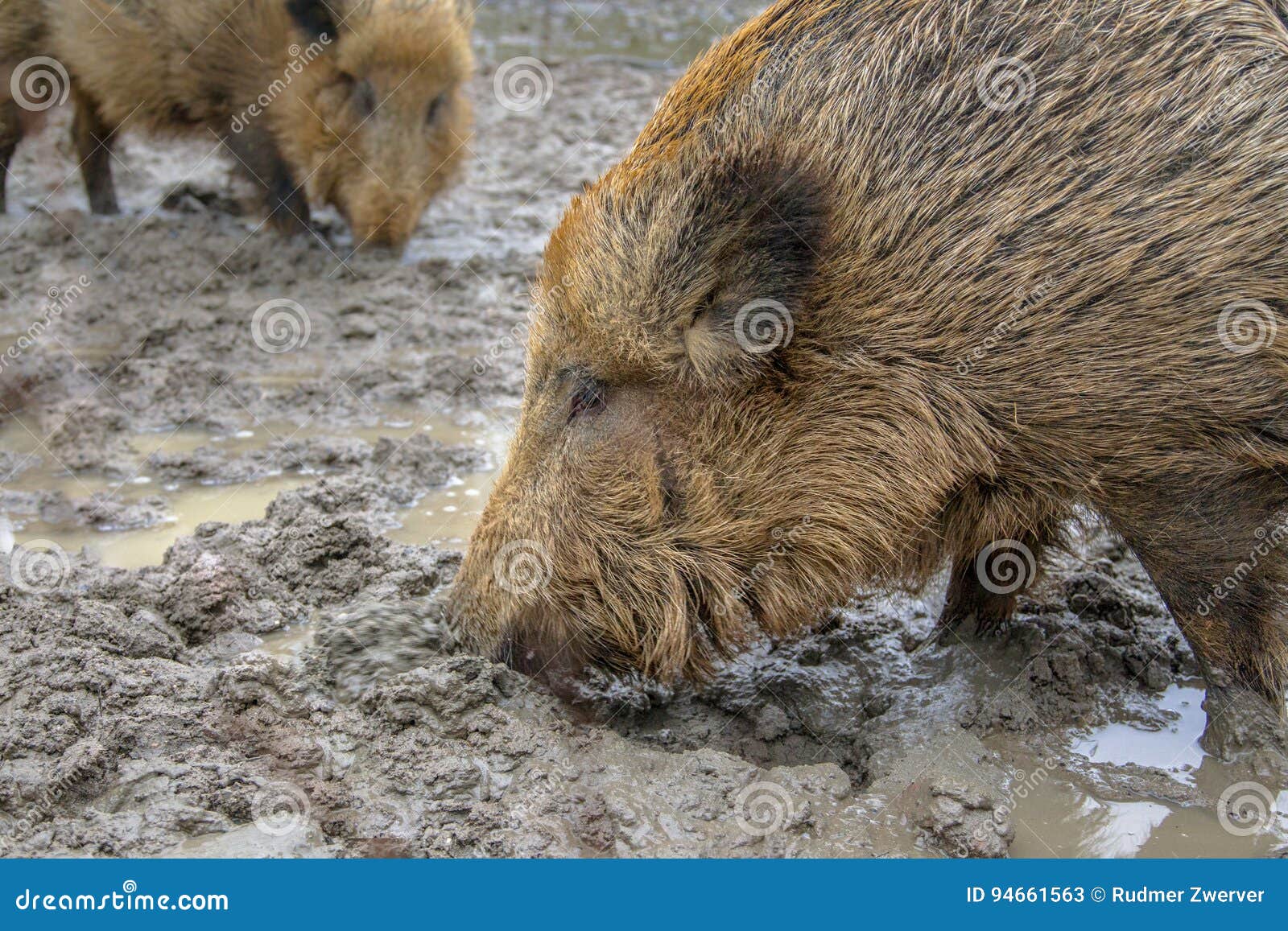 Ground Hog Pool Stock Photos - Free & Royalty-Free Stock Photos from ...