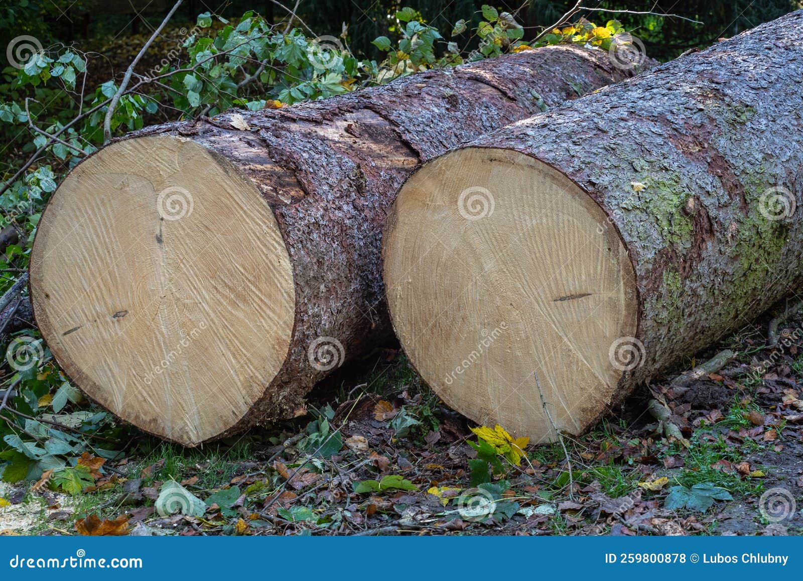 Two Felled Tree Trunks Lying on the Forest Ground Stock Photo - Image ...