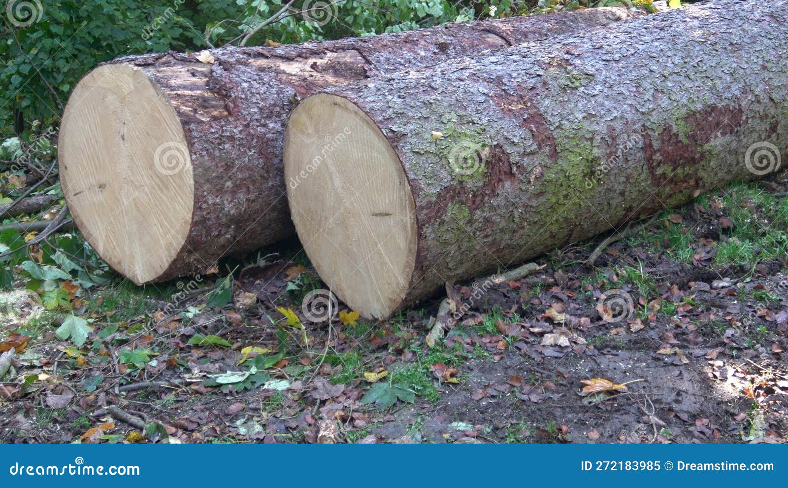 Two Felled Tree Trunks Lying on the Forest Ground Stock Image - Image ...