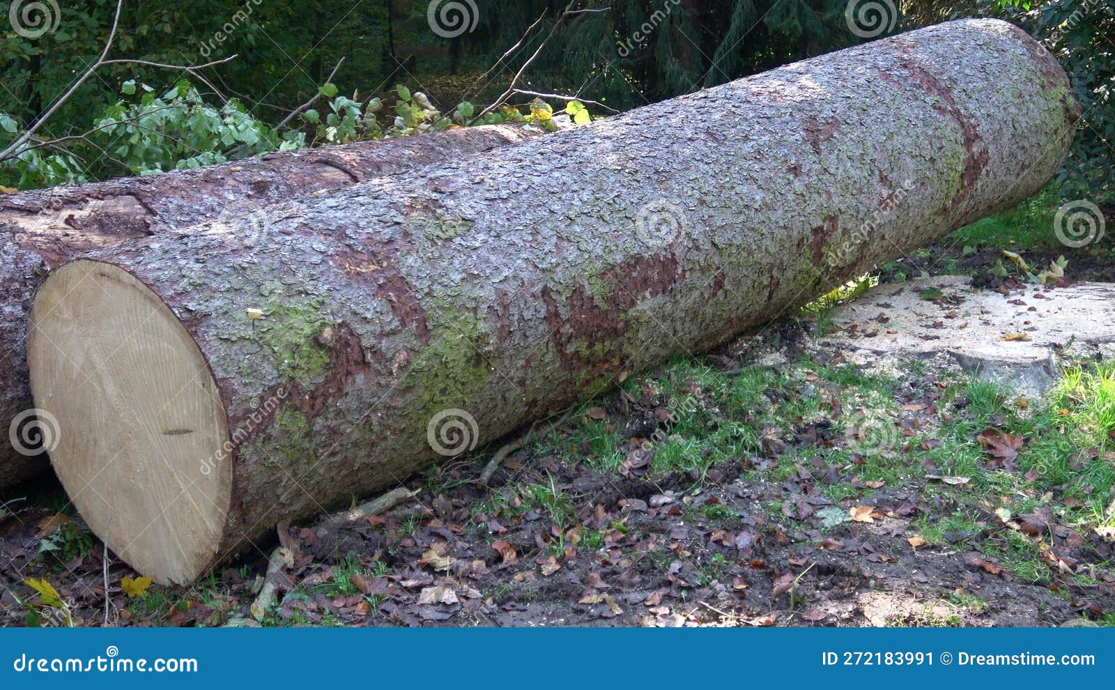 Two Felled Tree Trunks Lying on the Forest Ground Stock Image - Image ...
