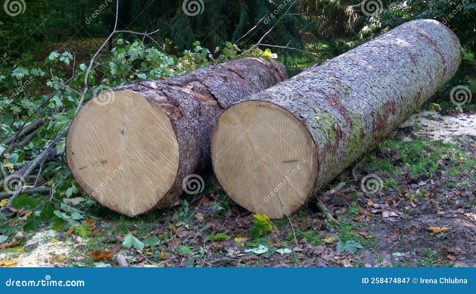 Two Felled Tree Trunks Lying on the Forest Ground Stock Video - Video ...