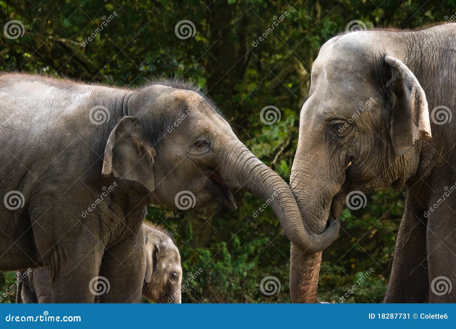 Asian Elephants, Sri Lanka Royalty-Free Stock Photography ...