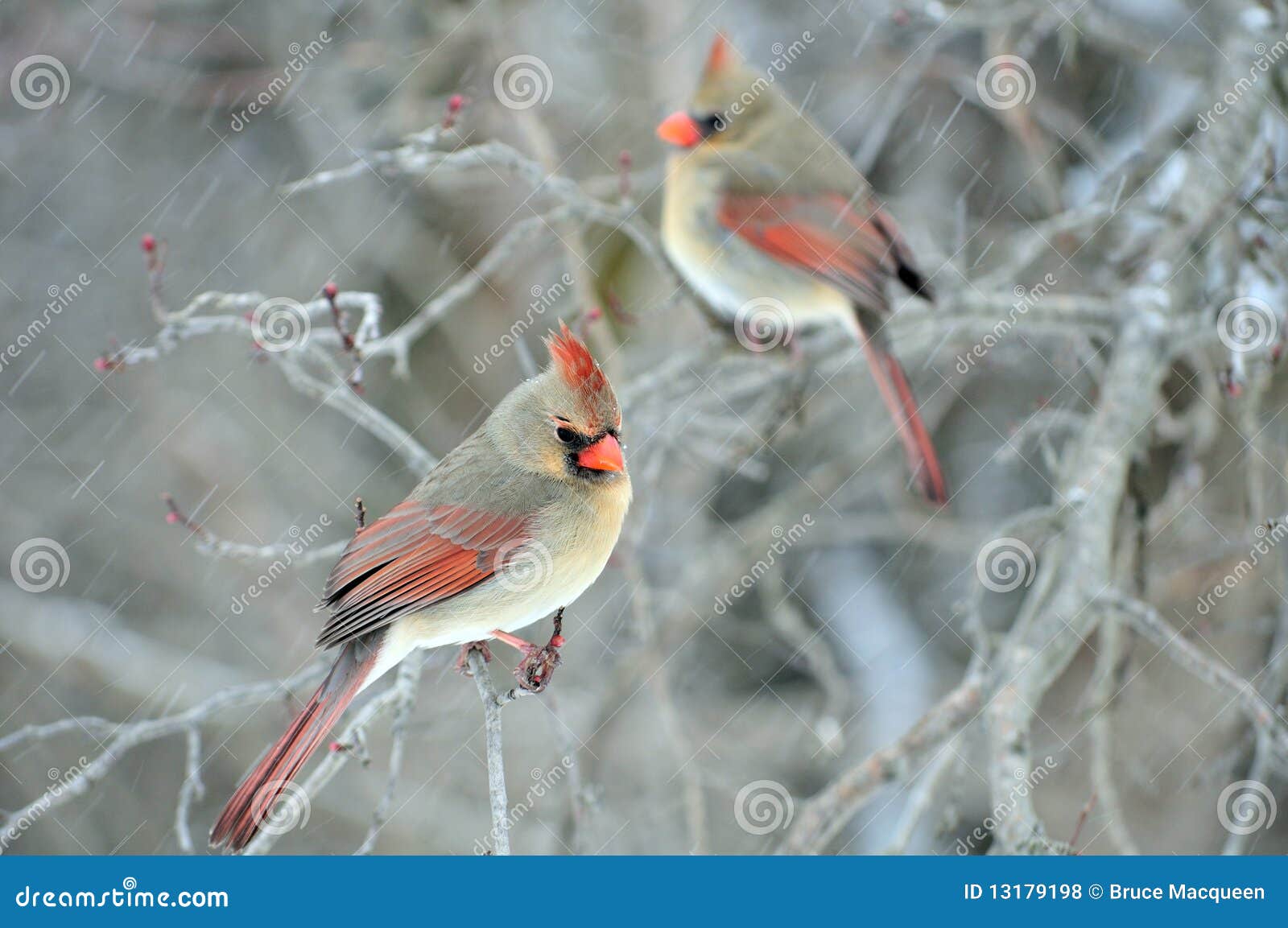 Two Female Cardinals stock photo. Image of birdwatching - 13179198