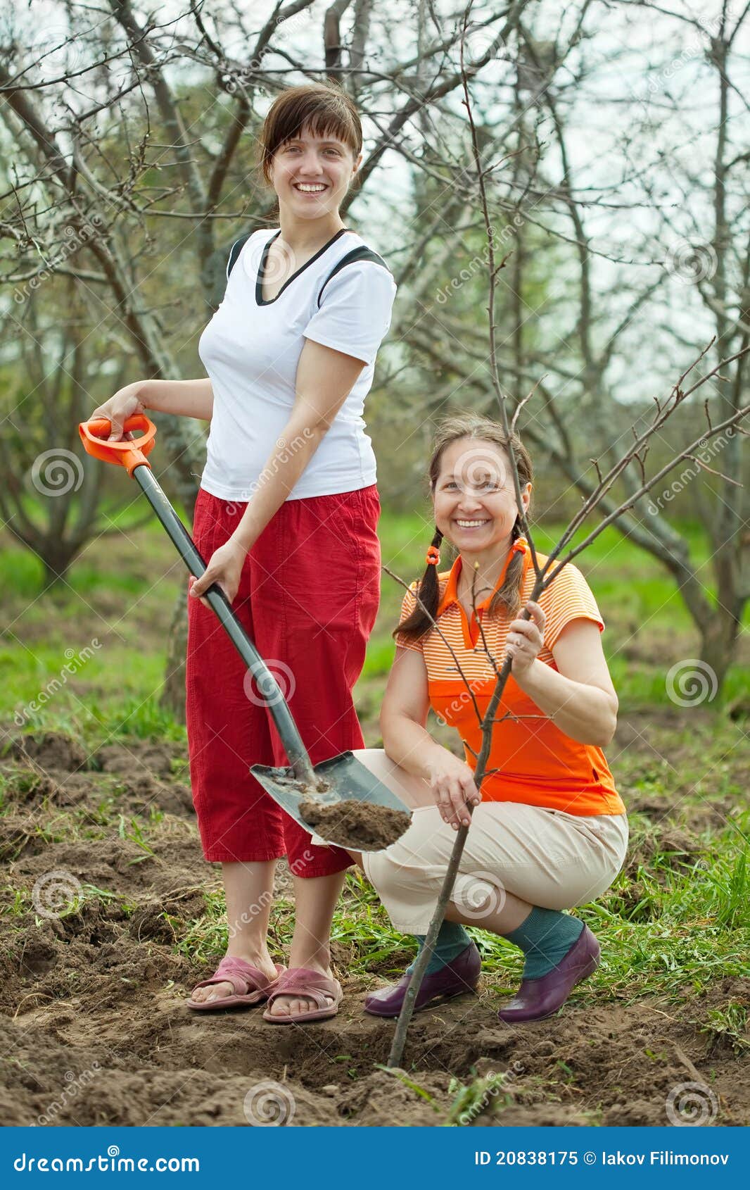 Two Female Gardeners Planting Tree Stock Image - Image of orchard ...