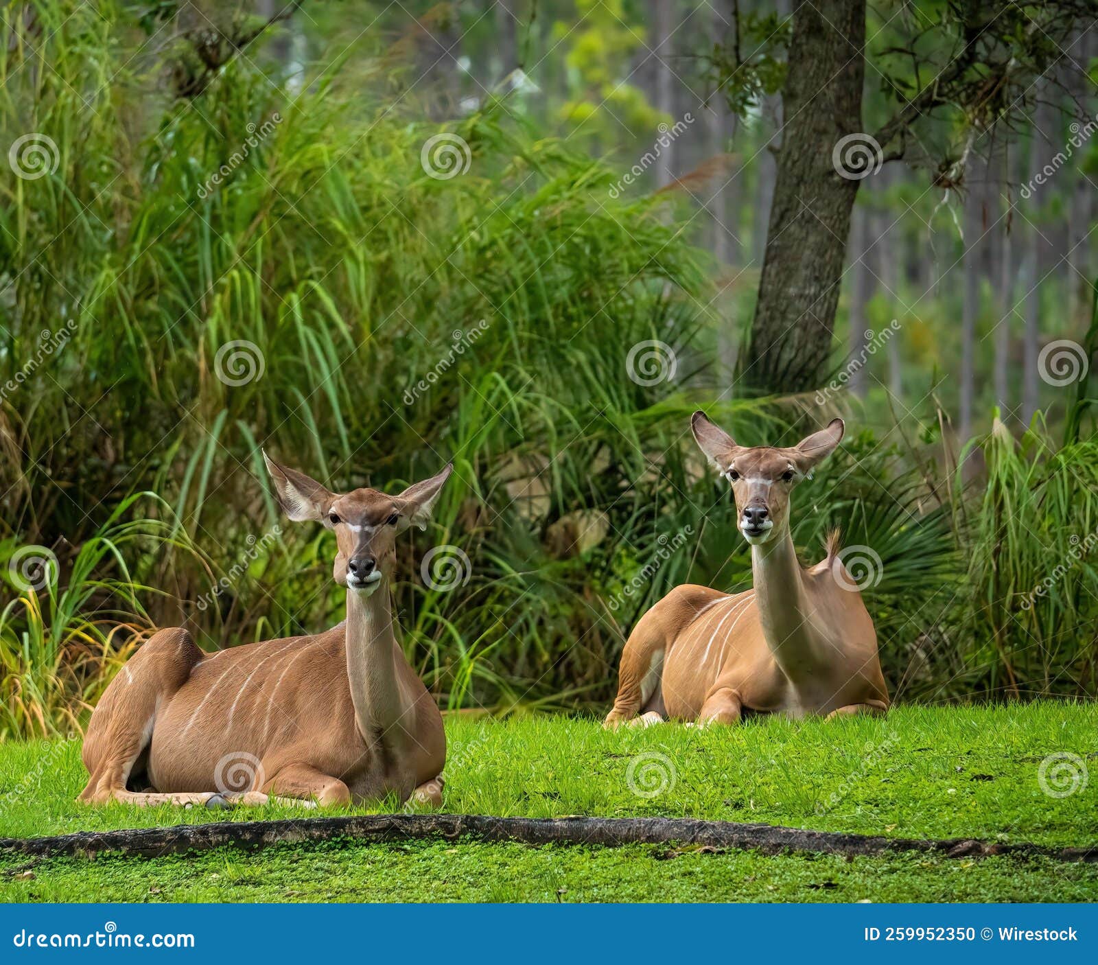 Female Kudus Sitting on the Grass at the Zoo Stock Photo - Image of ...