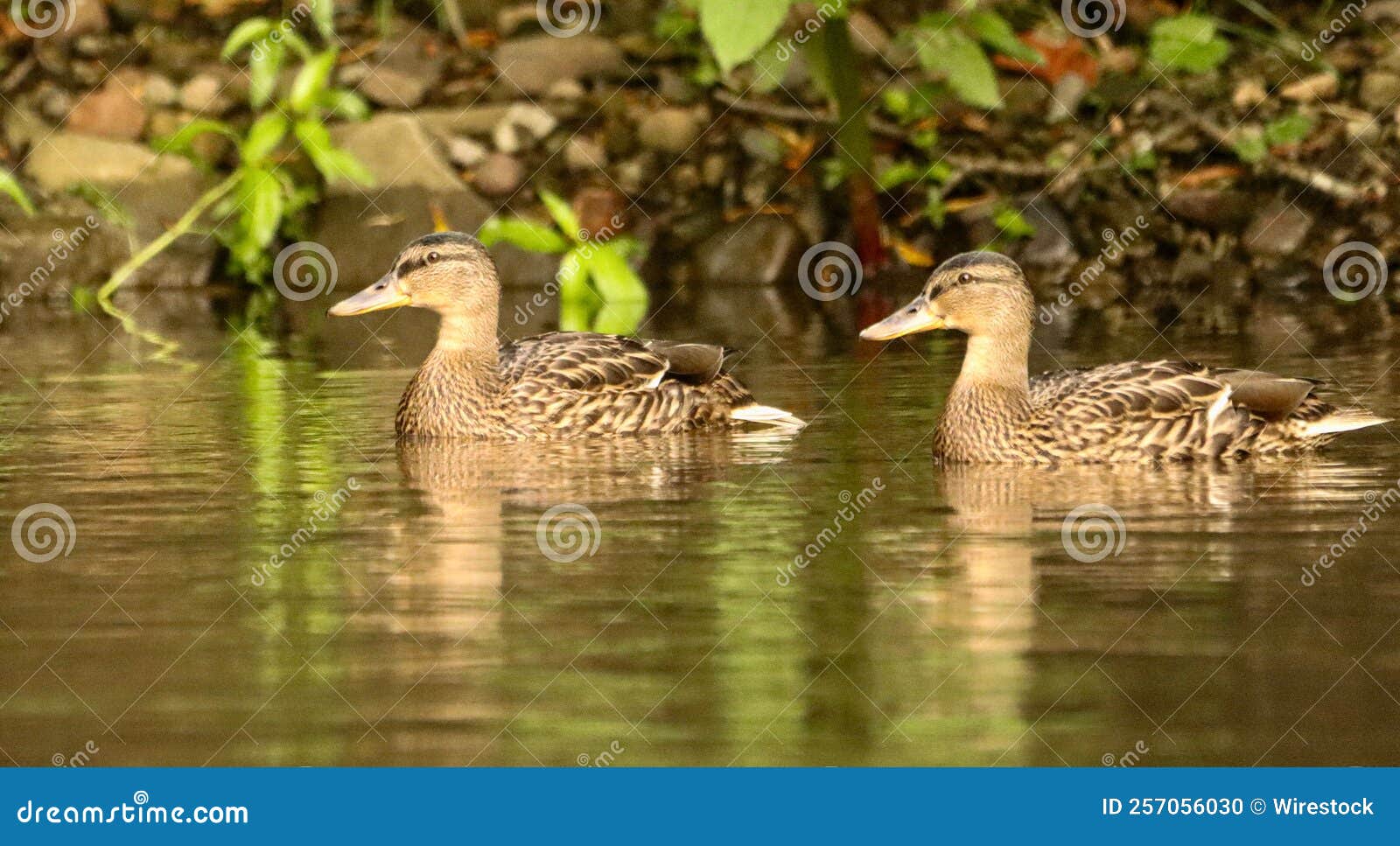 Two Female Mallards on the River Stock Photo - Image of bird, duck: 257056030