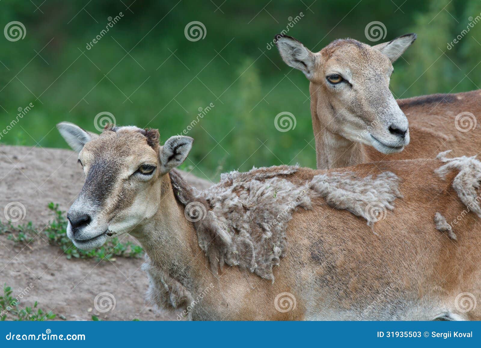 Two female mouflon stock image. Image of mouflon, aries - 31935503