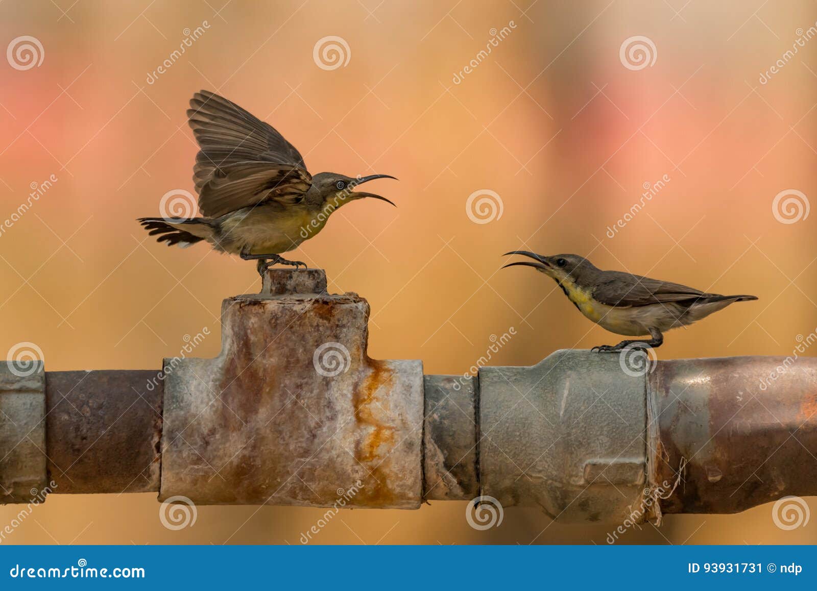 Two Female Purple Sunbirds Sing on Pipe Stock Image - Image of nature ...