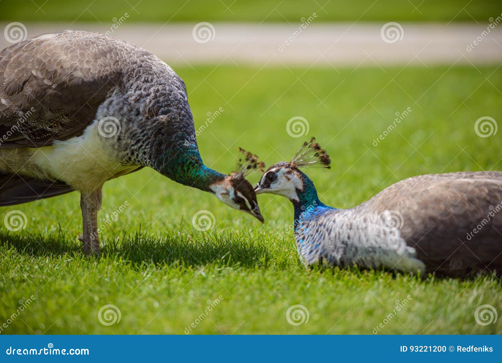 Two Females Peacock in Grass Stock Photo - Image of colorful, lawn ...