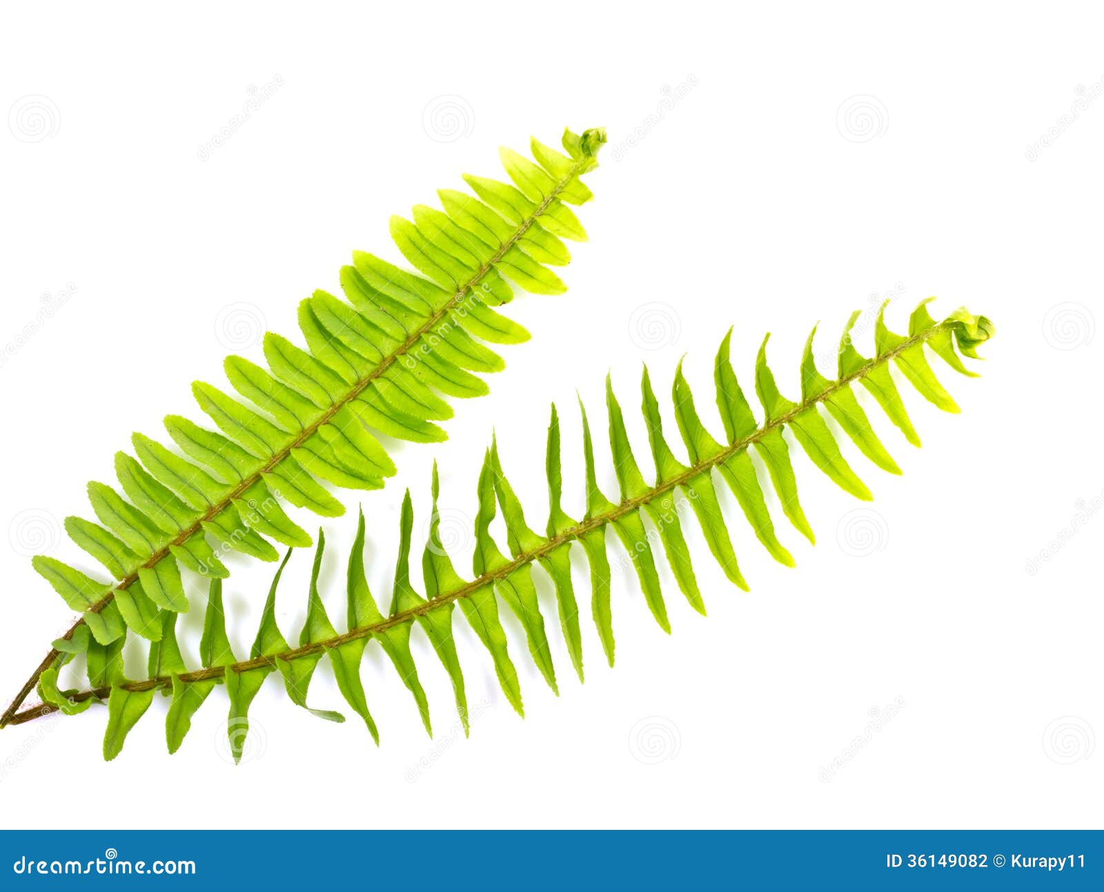 Two Fern Branch Isolated on White Stock Photo - Image of curly, curve ...