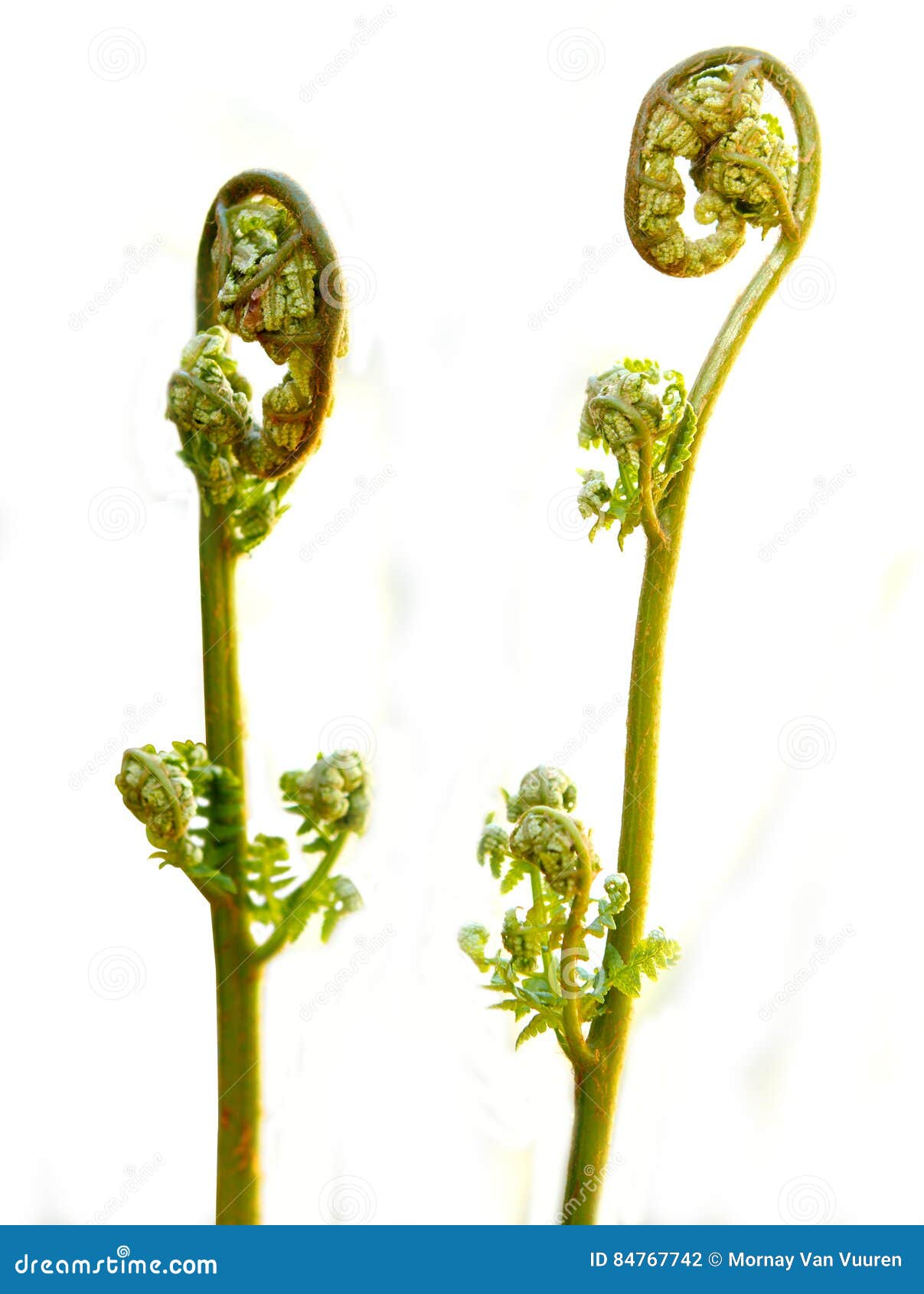 Two fern fronds on white stock photo. Image of living - 84767742