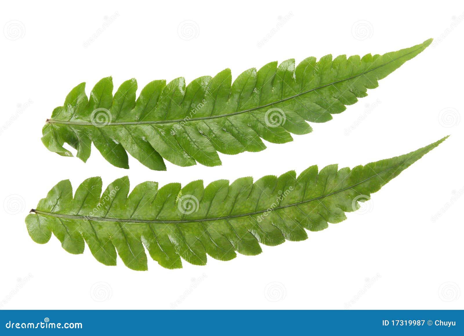 Two fern leaves stock image. Image of detail, garden - 17319987